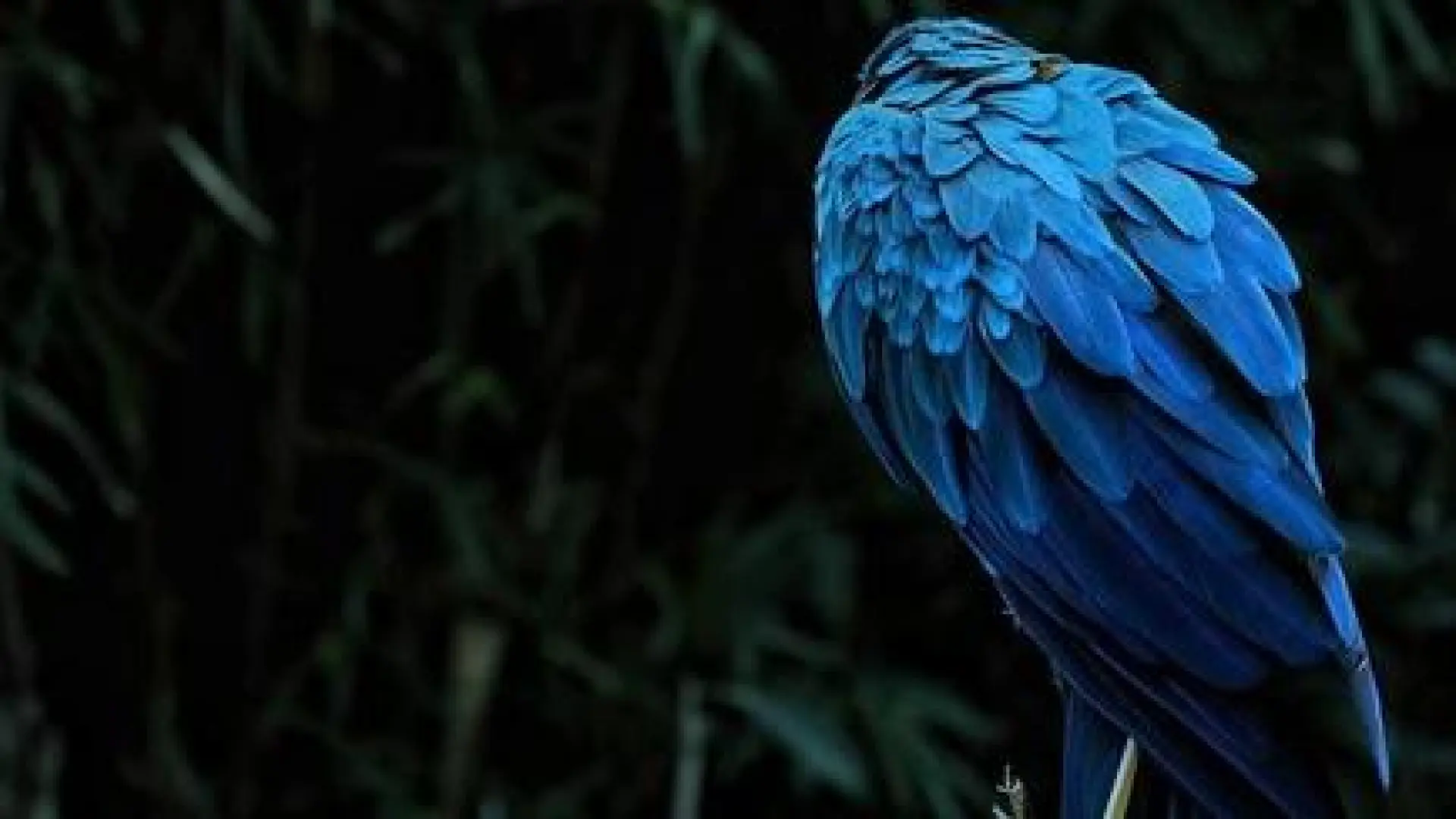 Científicos demuestran cuáles son los dos colores más brillantes de la ...