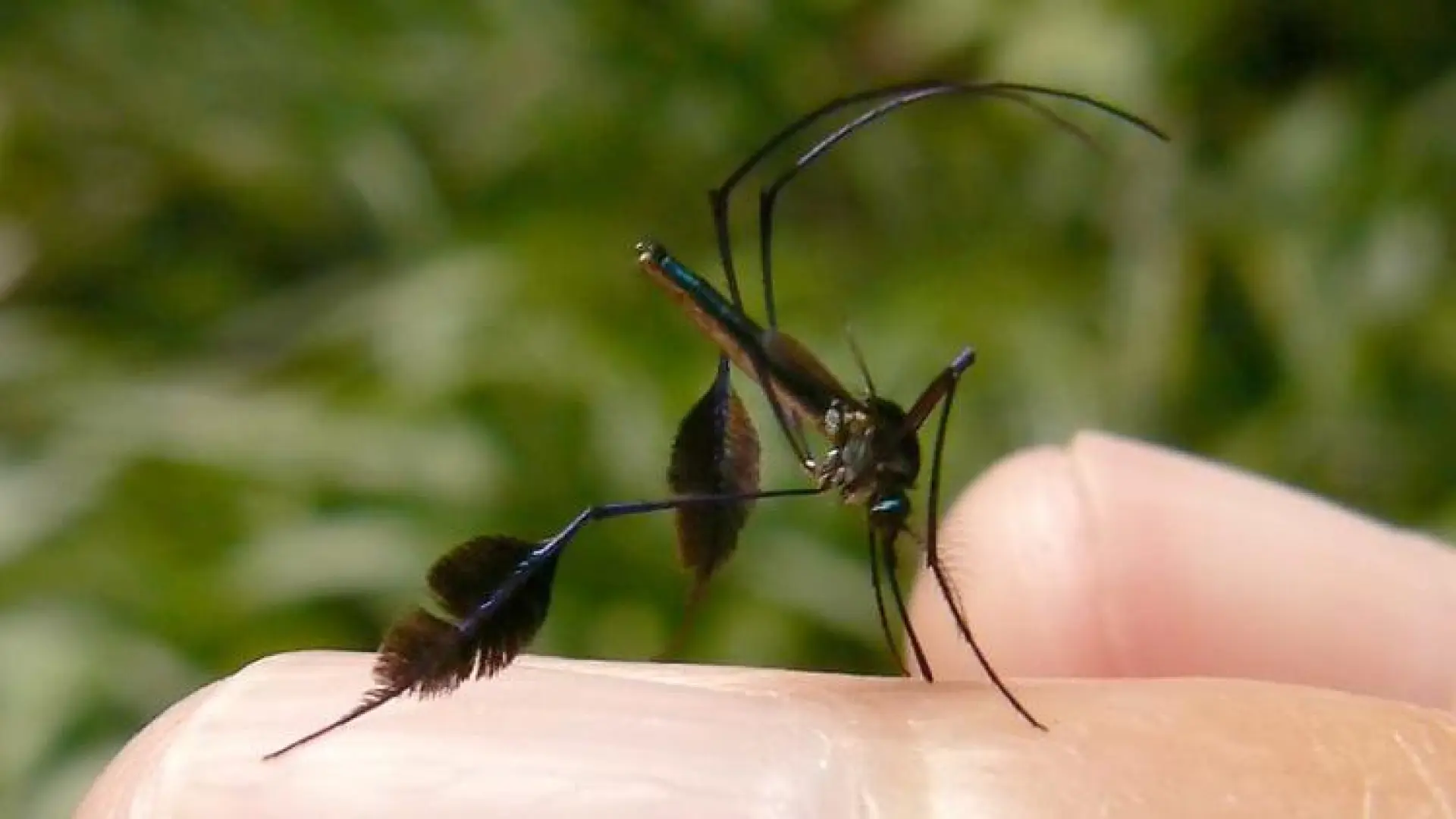 La fotografía de un sabethes, el mosquito más bonito del mundo, se ...