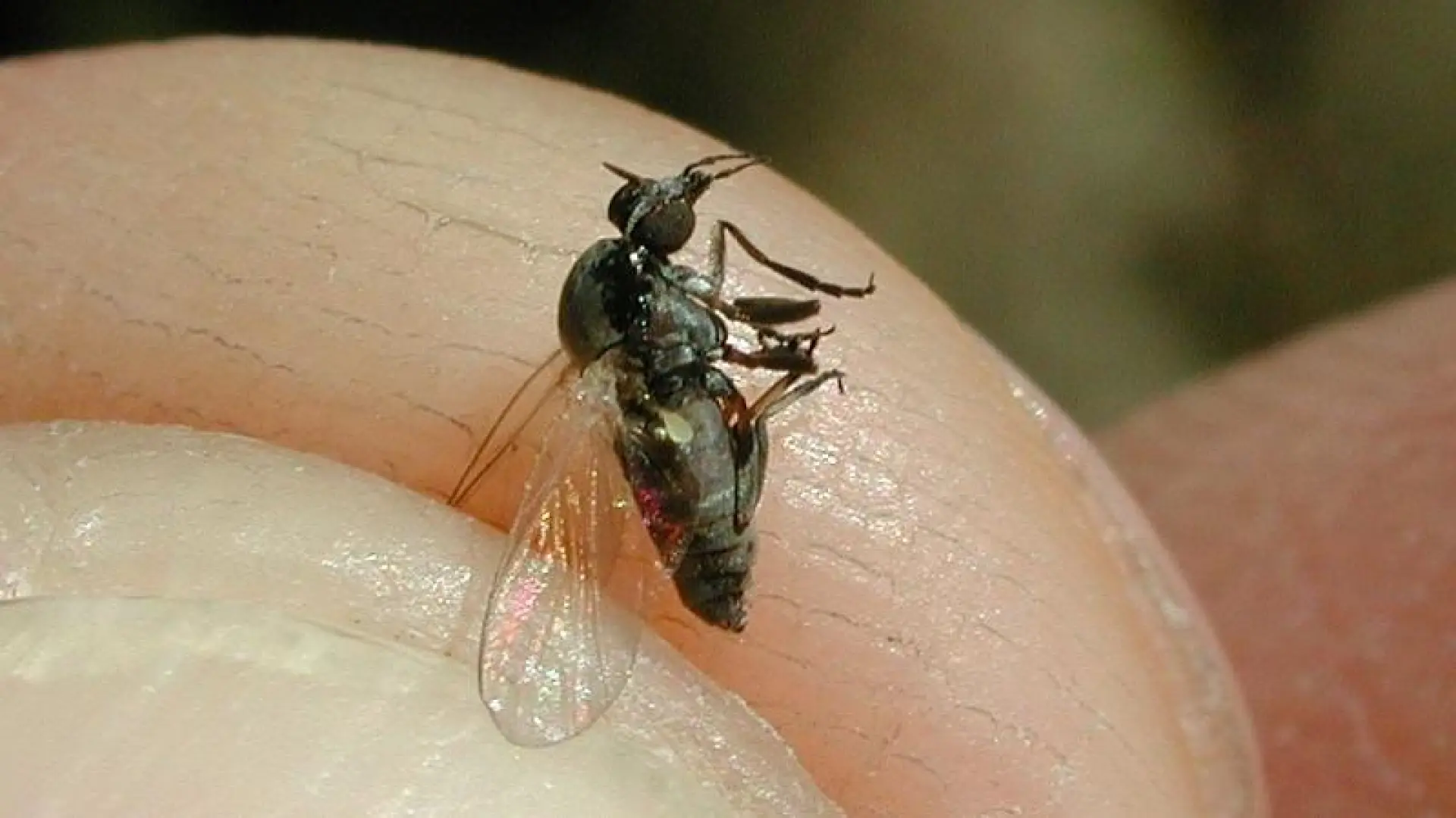 Alertan de la expansión de la mosca negra en España, un insecto que ...