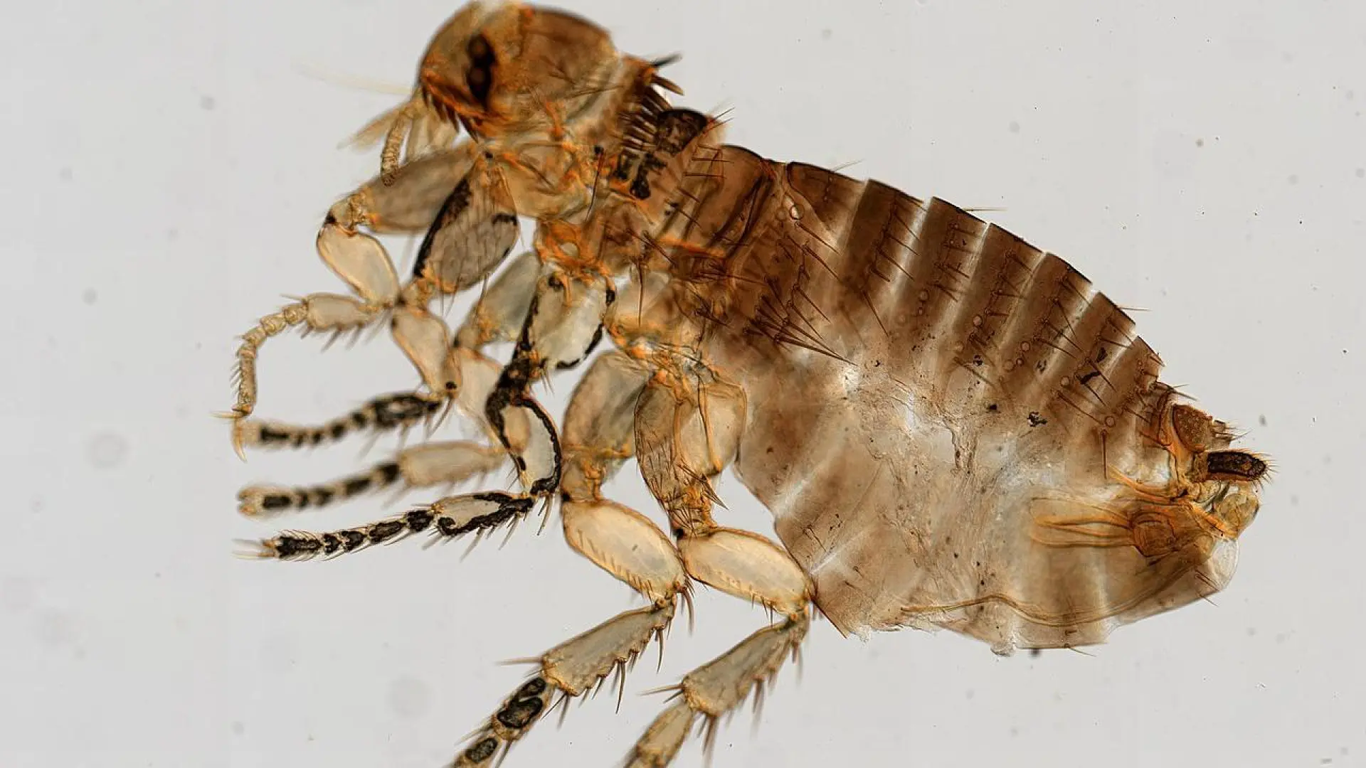 Remedios caseros para eliminar las pulgas de casa de forma efectiva