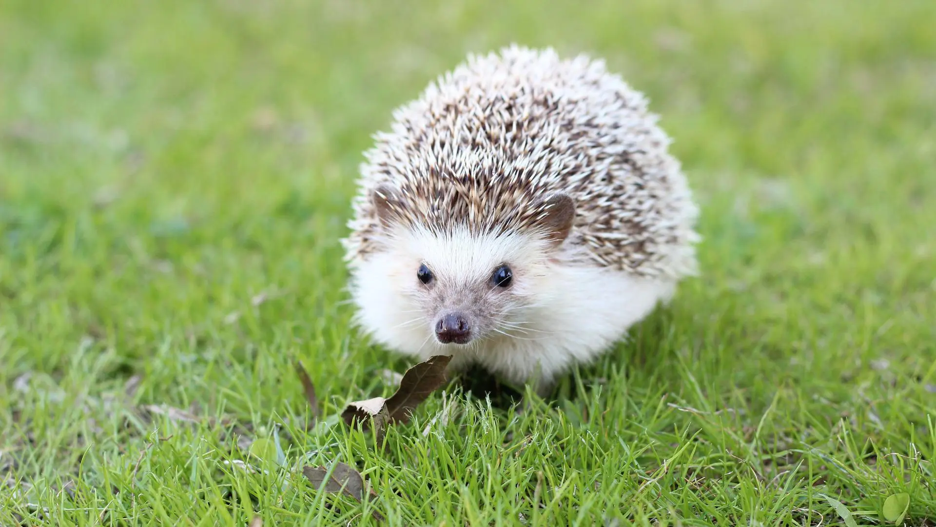 Por muy monos que resulten en redes sociales, la tenencia de erizos africanos como mascotas está ...