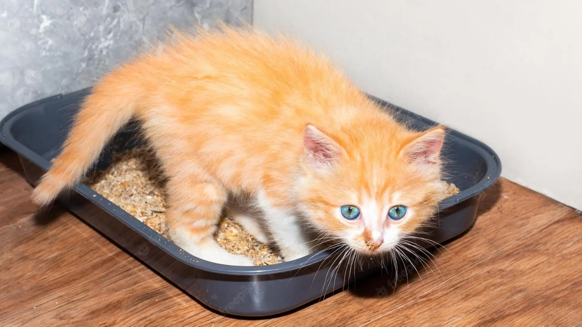 Cómo debe ser el arenero de tu gato: "A todos nos gusta un aseo limpio ...