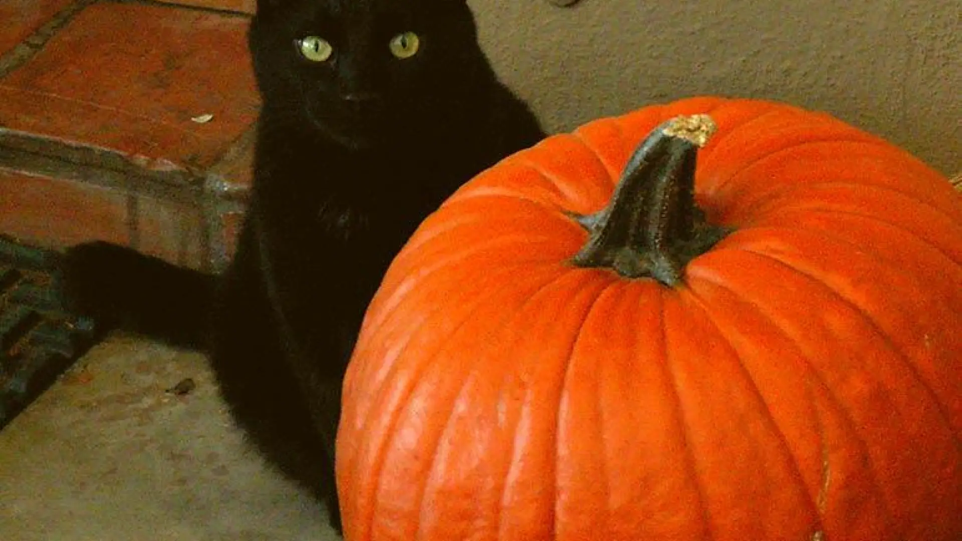 Los rituales de sacrificios de gatos negros en Halloween, ¿verdad o ...
