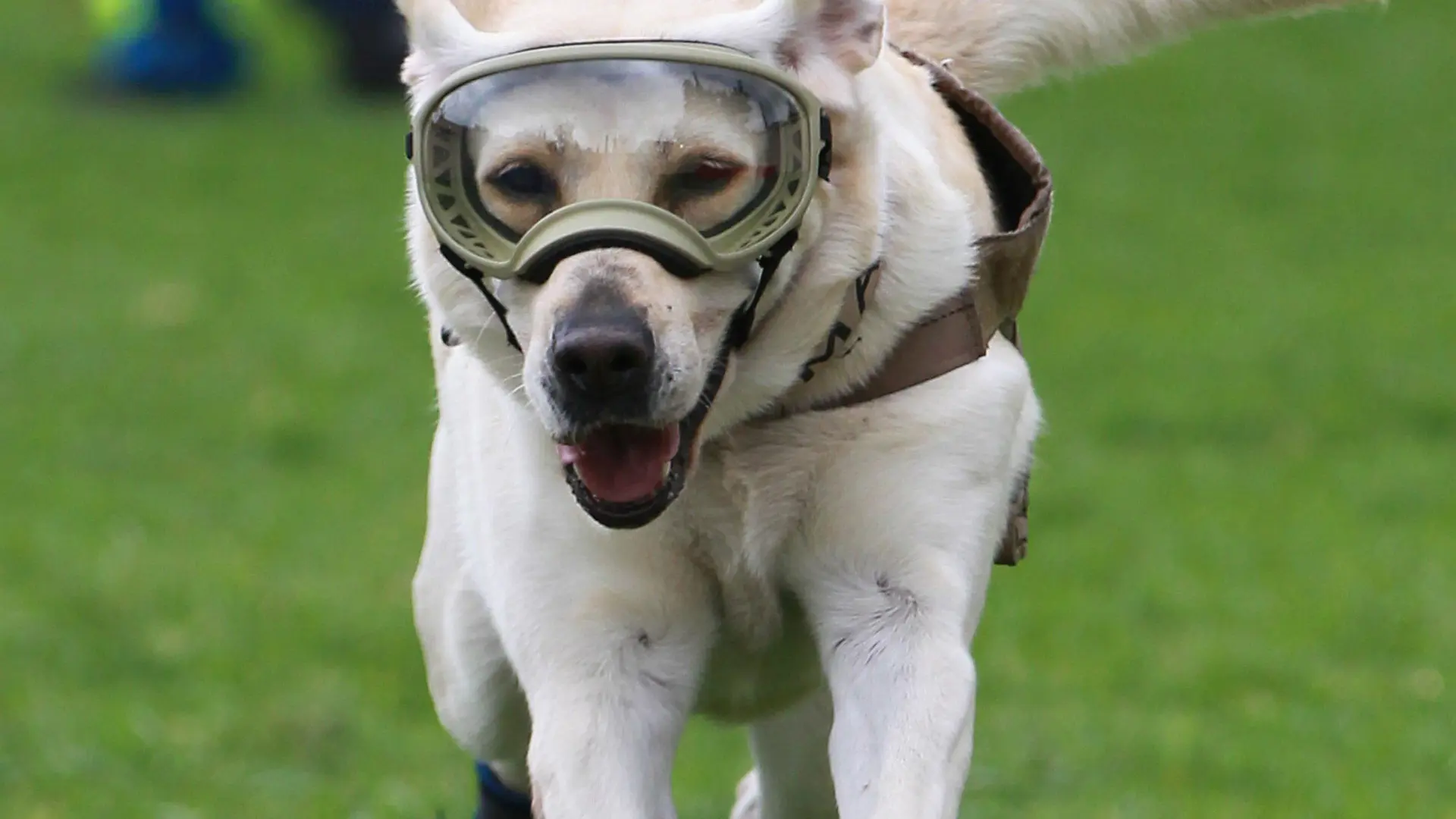Muere Frida, la perrita que colaboró en el rescate del terremoto de ...