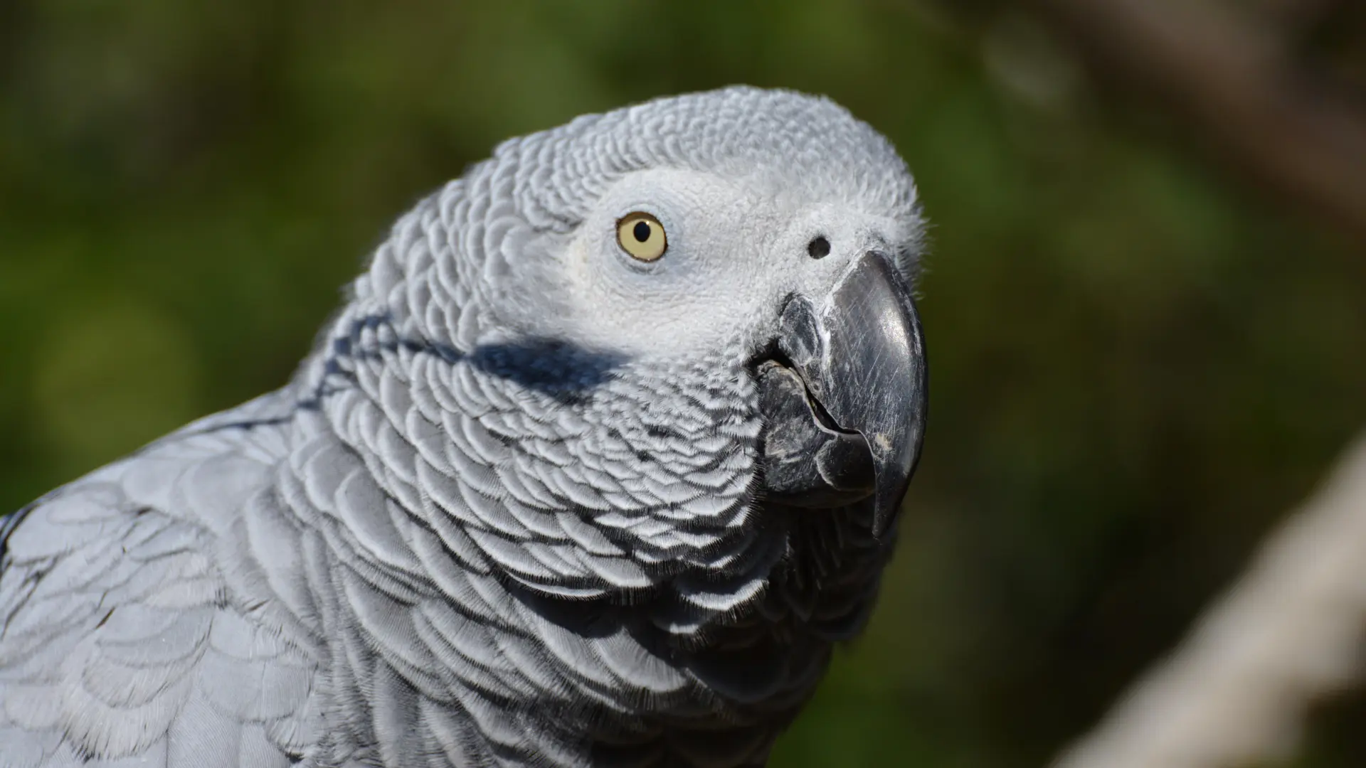 Conoce a las especies más inteligentes del mundo animal