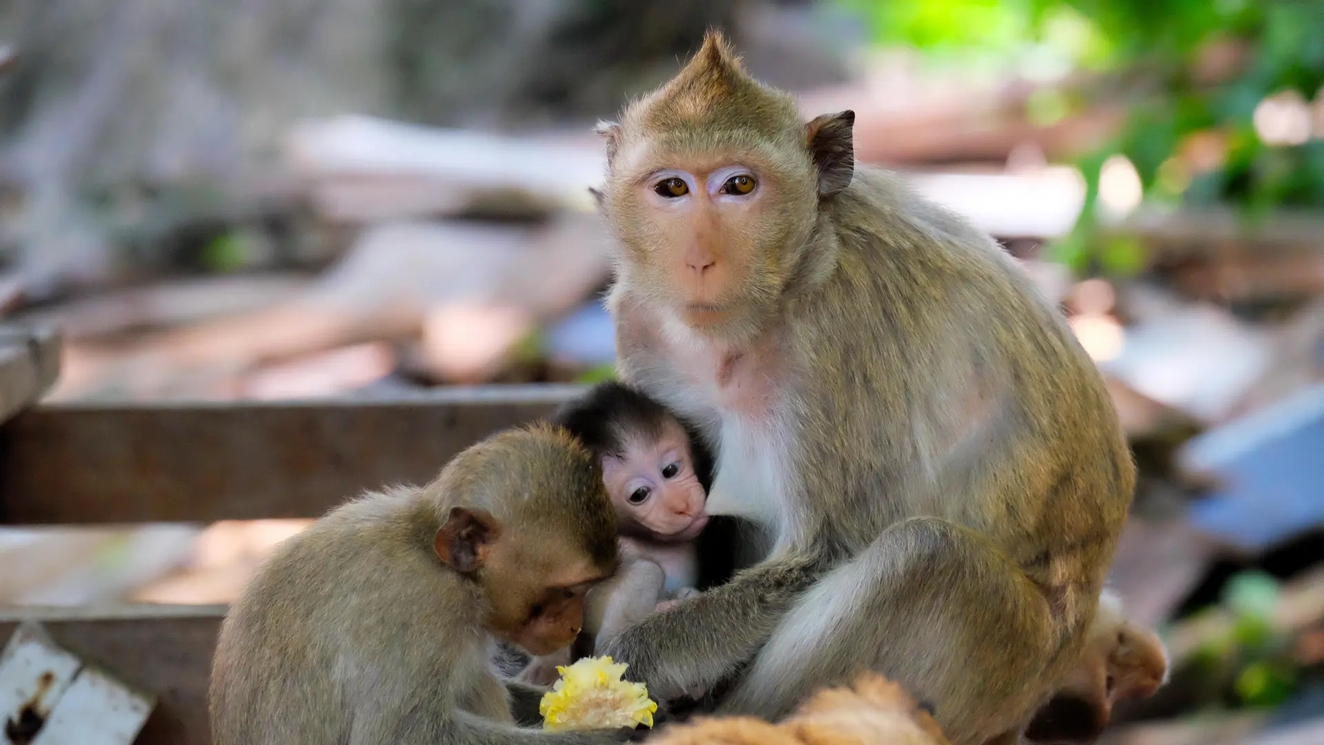 Una investigación crea pseudoembriones de mono con células madre y ...