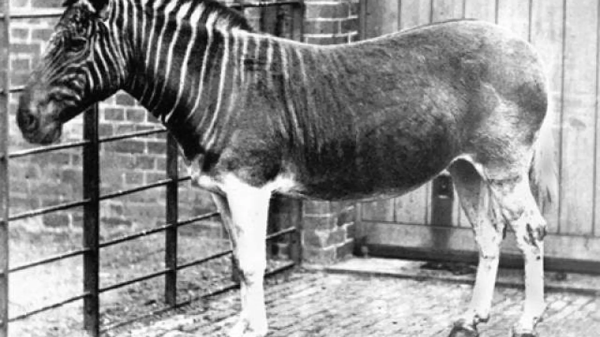 Fotos: Fotos: Animales extintos recientemente | Imágenes | Imágenes