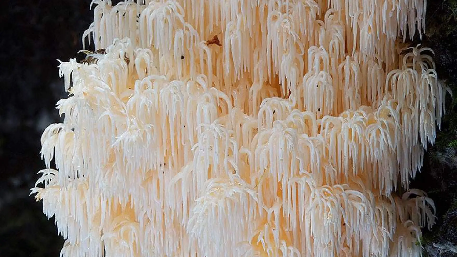 Fotos: Fotos: La magia de la setas | Imágenes | Imágenes