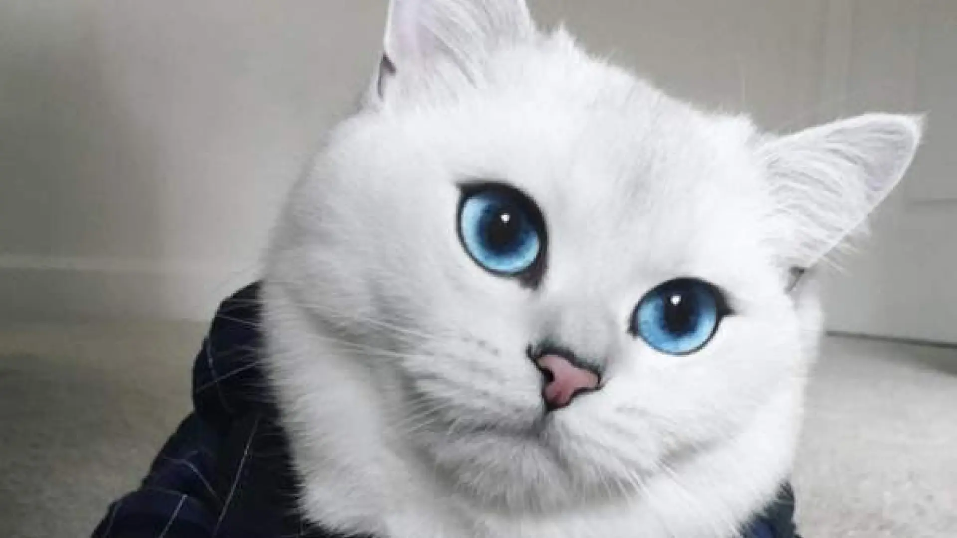Coby, el 'gato más guapo del mundo', arrasa en Instagram con sus posados