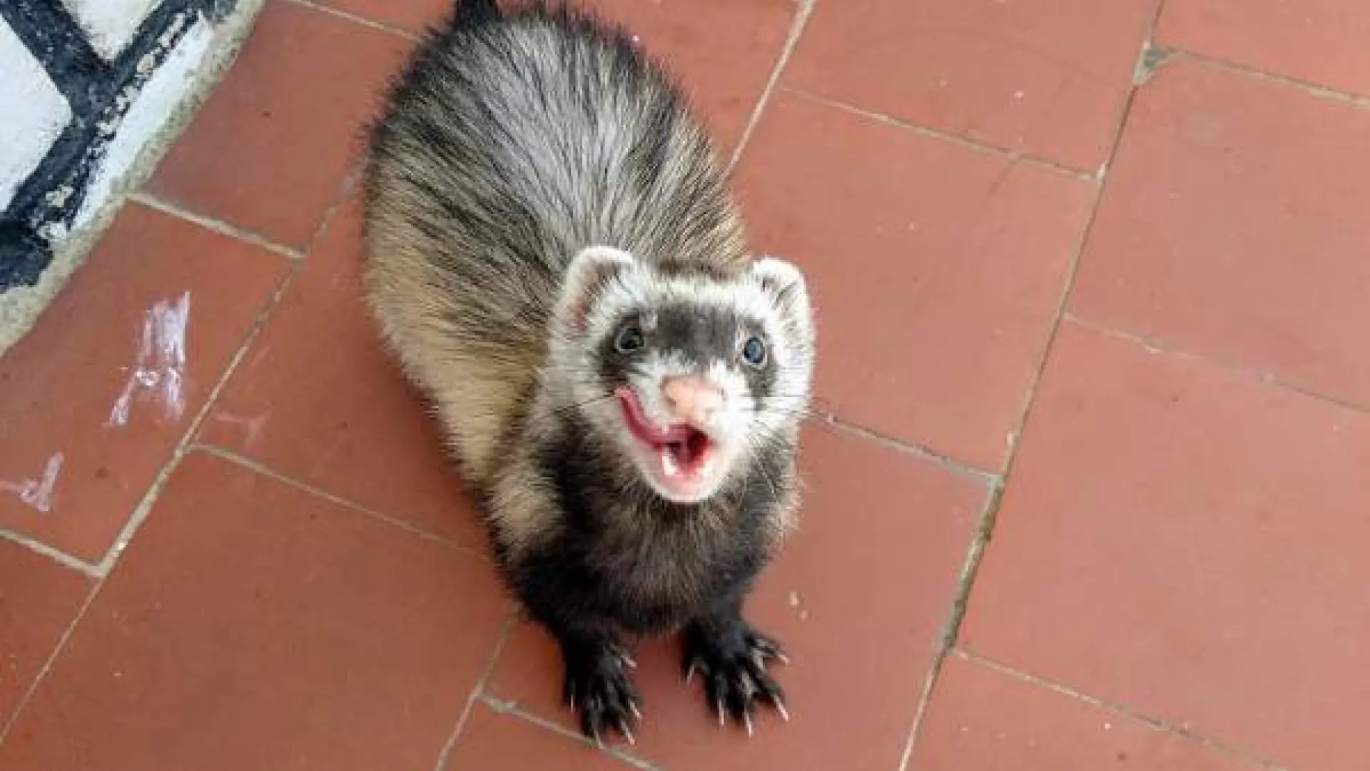 ¿Cómo saber si mi hurón está enfermo? Estos son los síntomas que deben ...