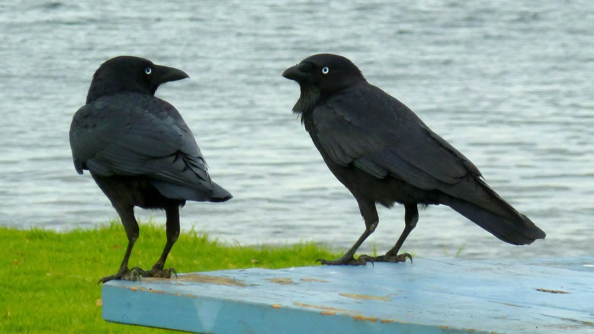 Los habitantes de una ciudad se cansan de los abundantes cuervos y ...
