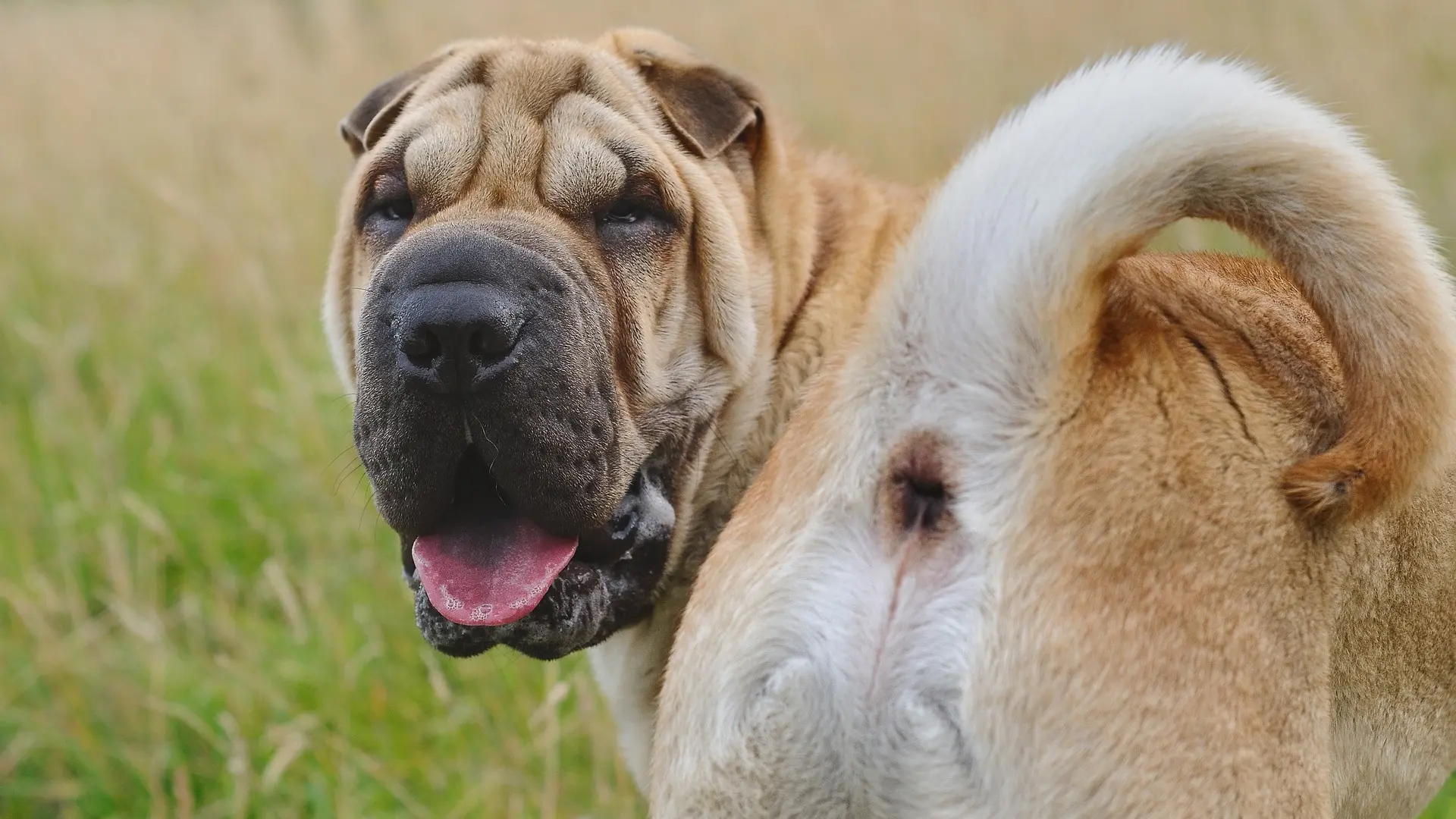 Glándulas Anales El Dni Oloroso De Los Perros Qué Ocurre Si No Se