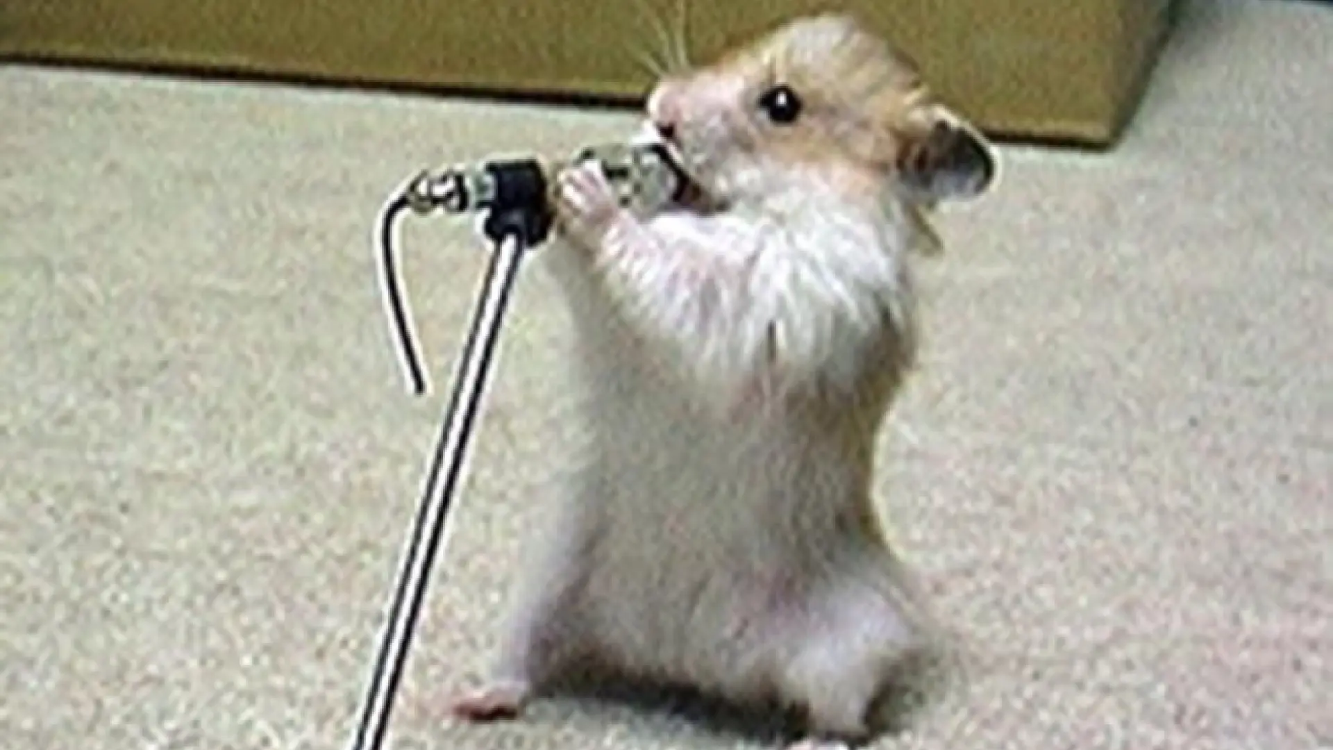 Los mejores memes de la rata que ha irrumpido en el Parlamento andaluz ...