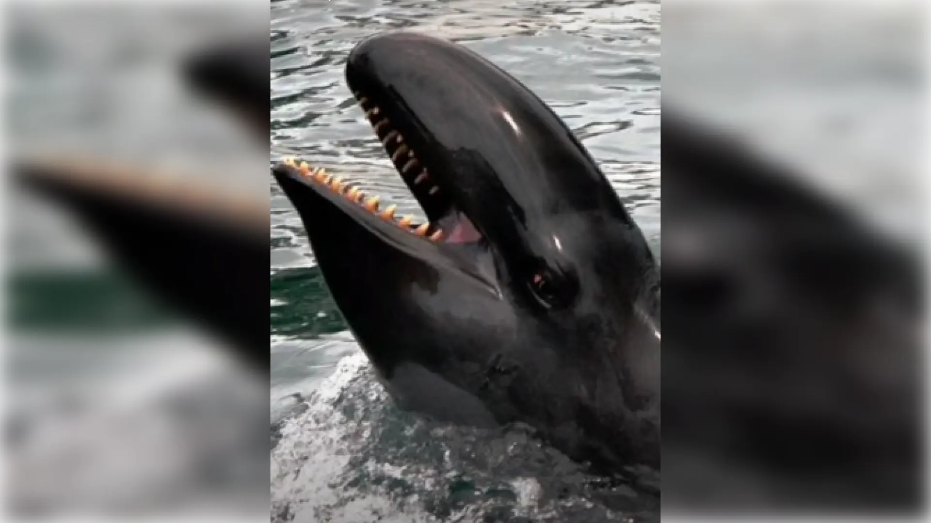 Las 'falsas orcas', el animal marino que está aterrorizando a internet