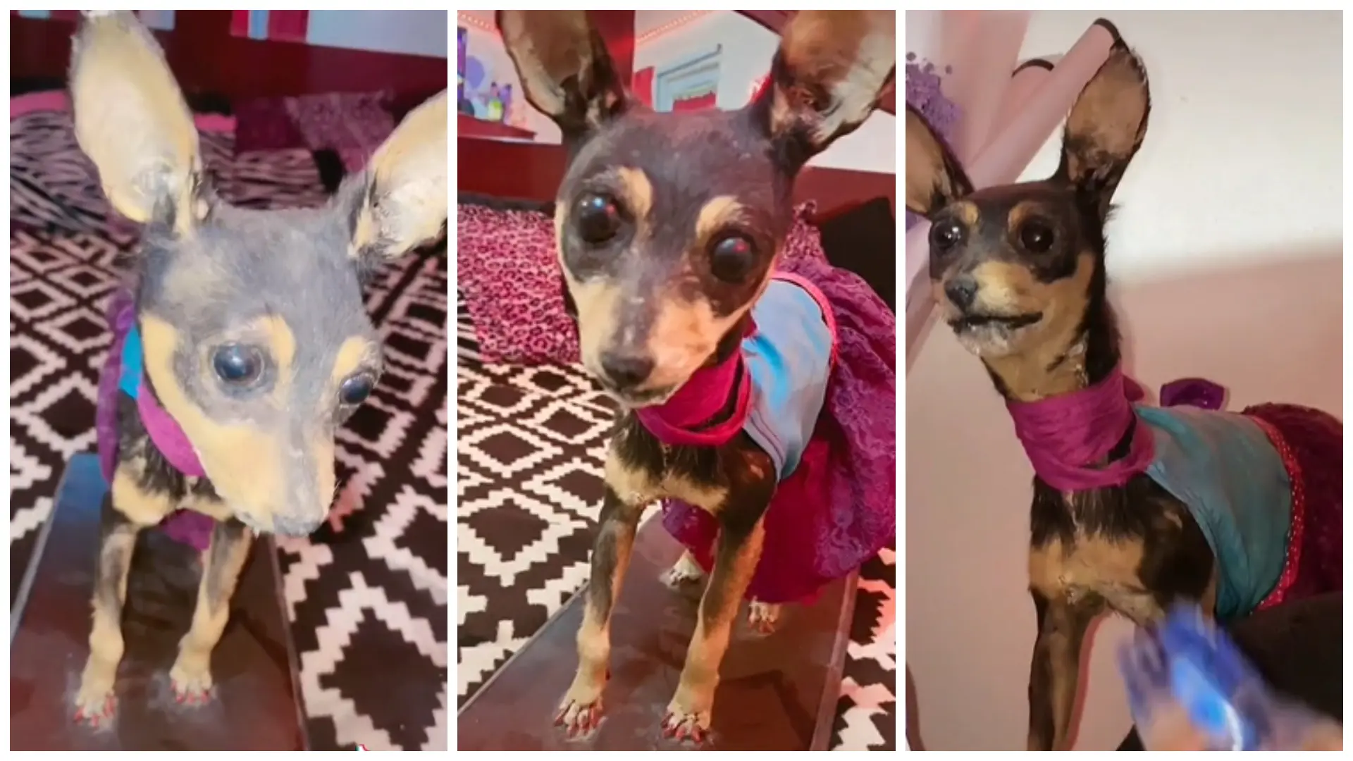 Una familia decide disecar a su perrita, ponerle un vestido y pintarle ...