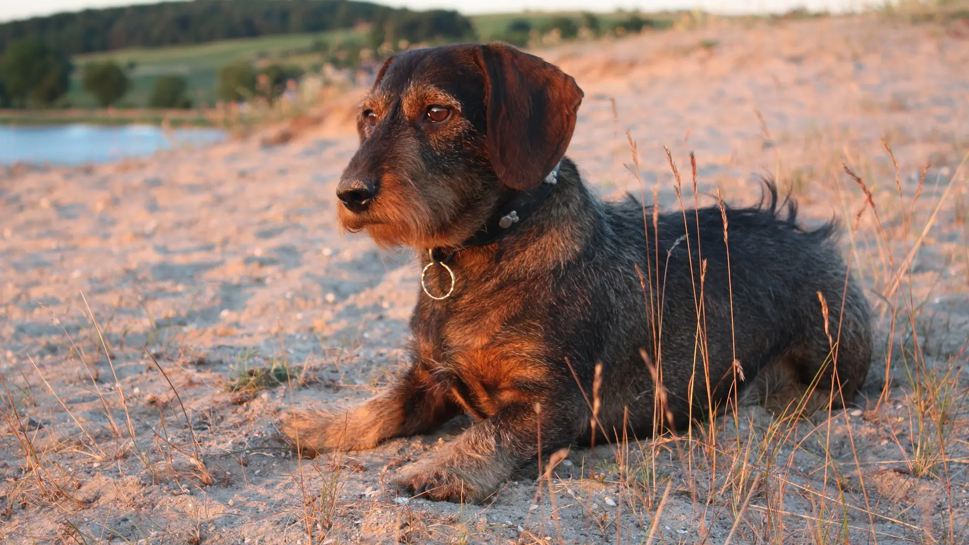 Fotos: Los ocho tipos principales de pelaje de los perros y cómo ...