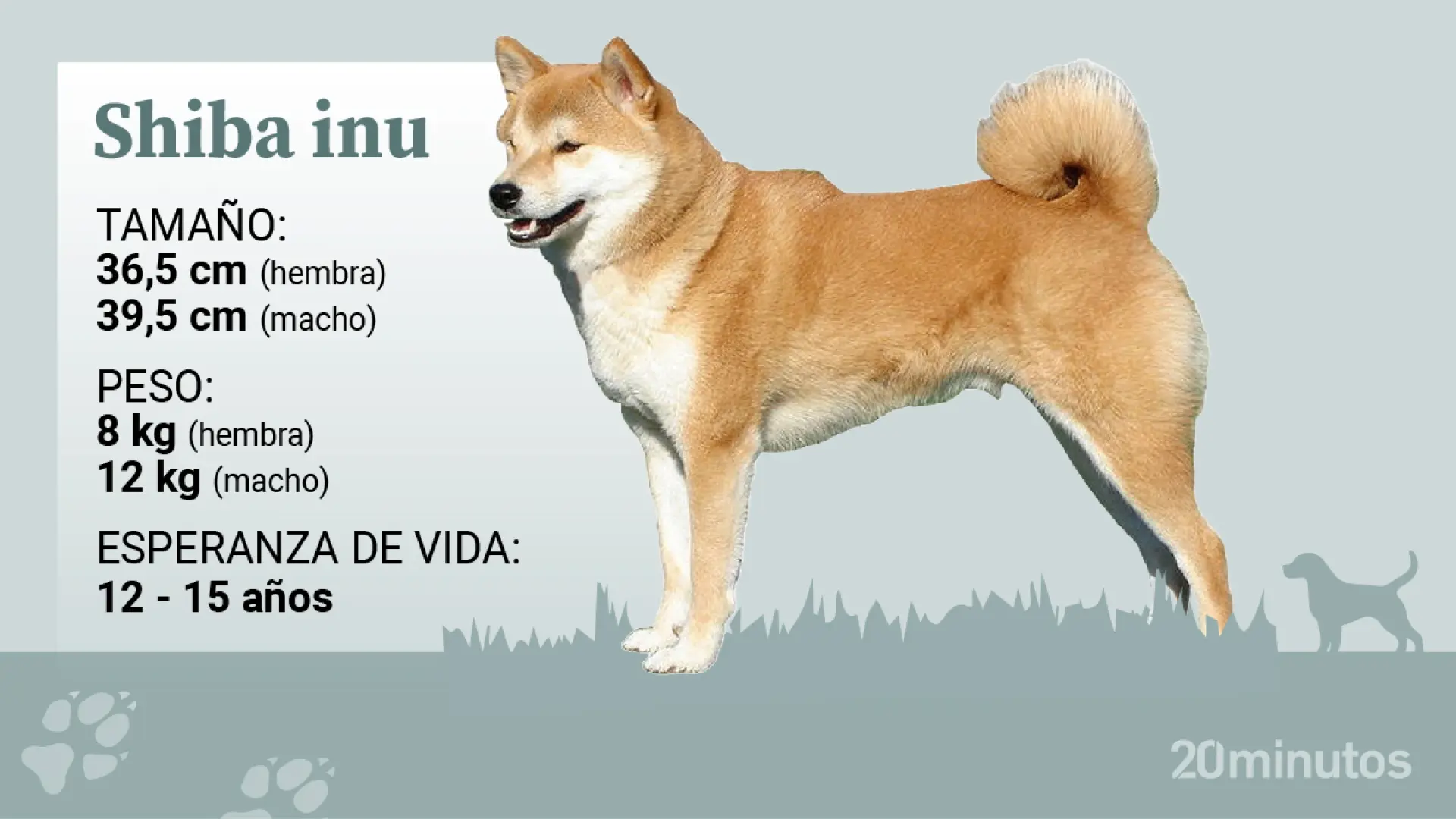 Cómo es el shiba inu, un perro enérgico y vivaz con su familia, y la ...