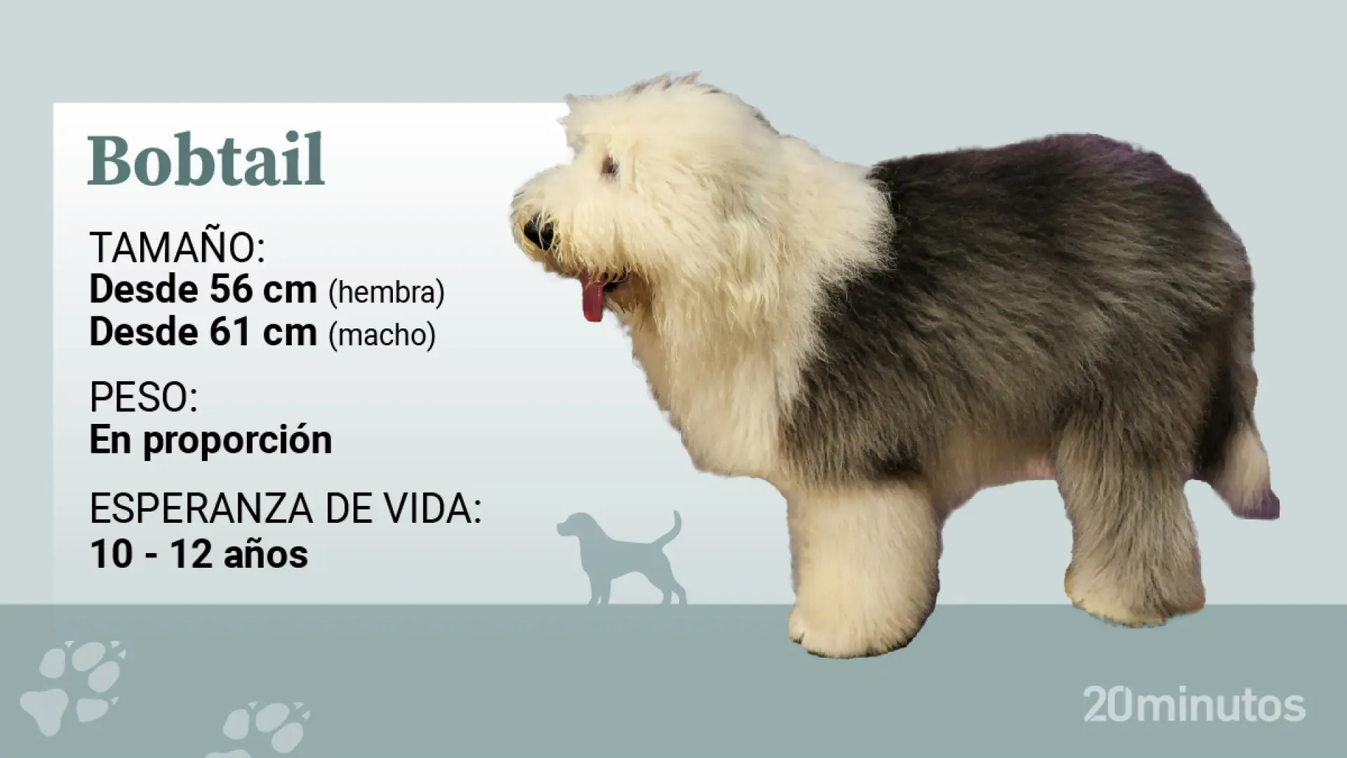 Cómo es la raza bobtail, un perro de gran vitalidad, valiente y muy ...