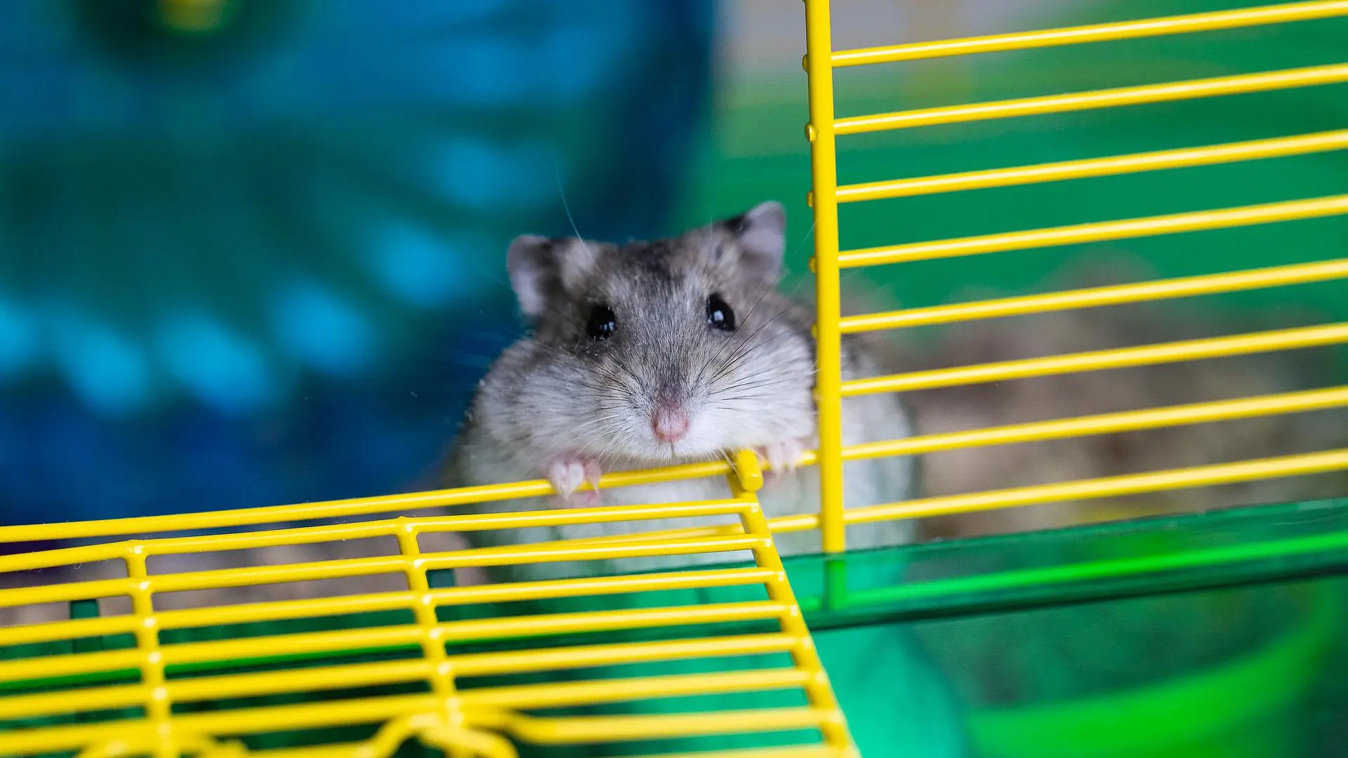 Foto: Las ratas Aliaria y Rapónchigo | Cobayas, conejos, ratones ...