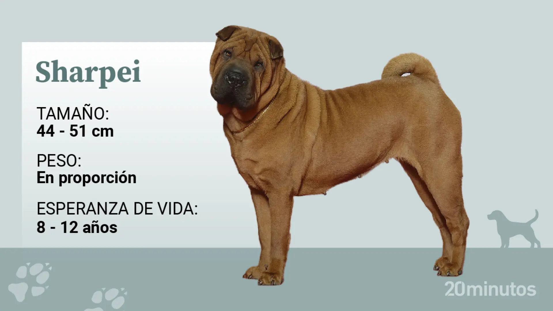 Cómo es el shar pei, una raza inconfundible a la que salvó de la ...