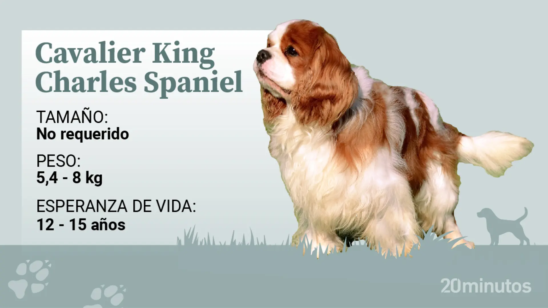 Cómo es la raza cavalier King Charles spaniel, un perro confiado y ...