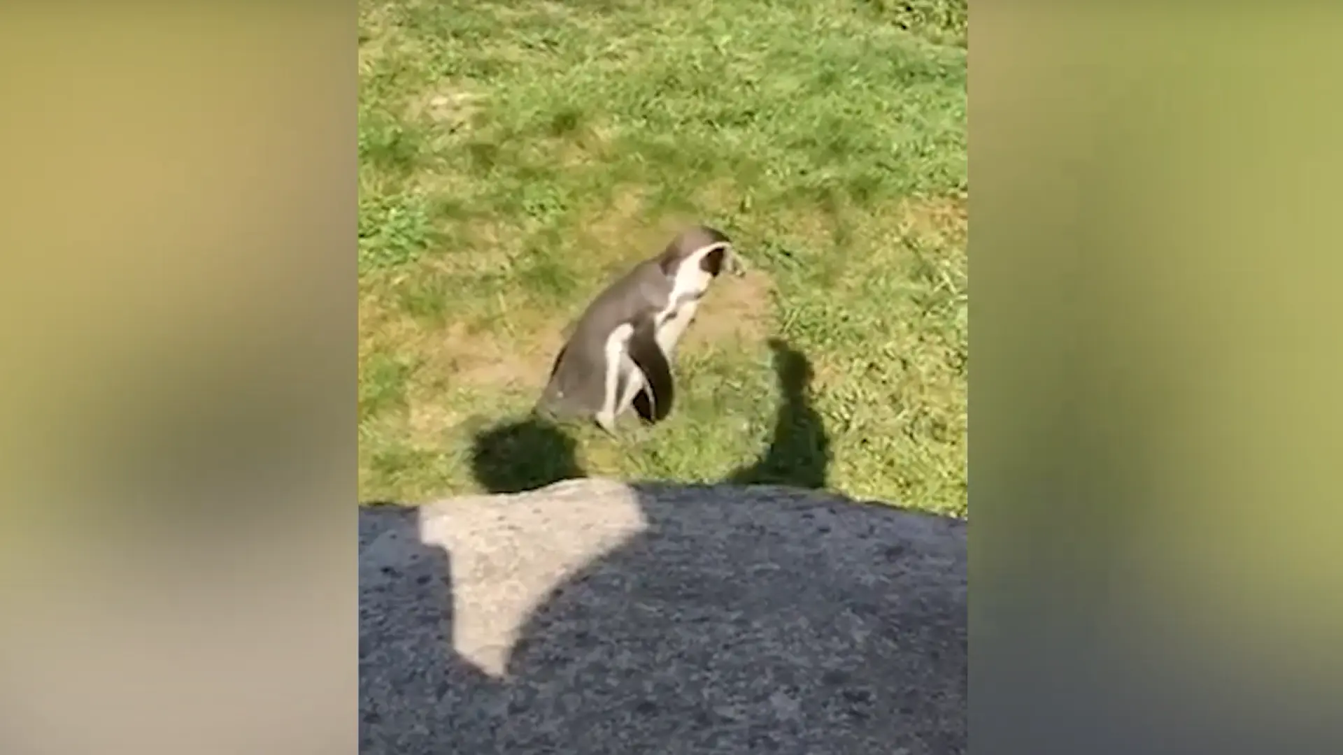 El divertido vídeo donde un pingüino sigue la sombra de una mano sin ...