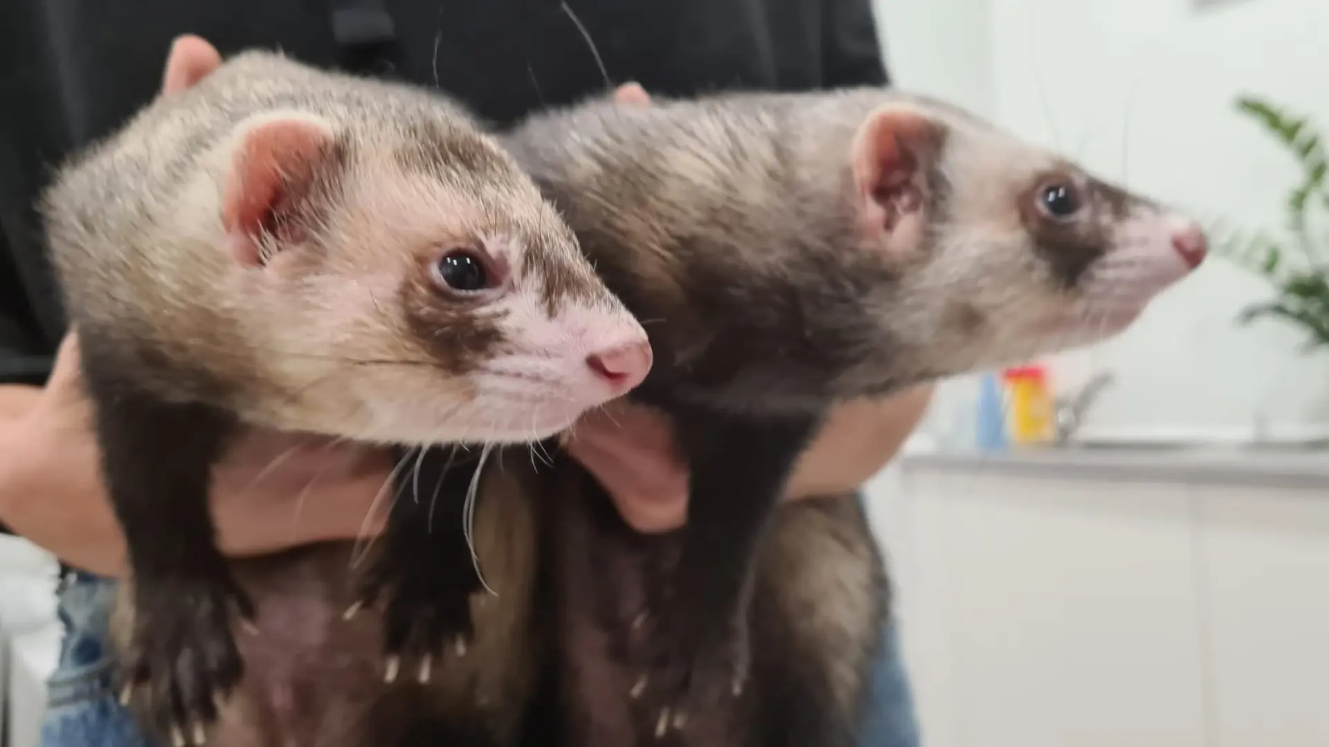 Fotos: Limón, Menta, Lucy... Los hurones también son abandonados y buscan adopción | Imágenes