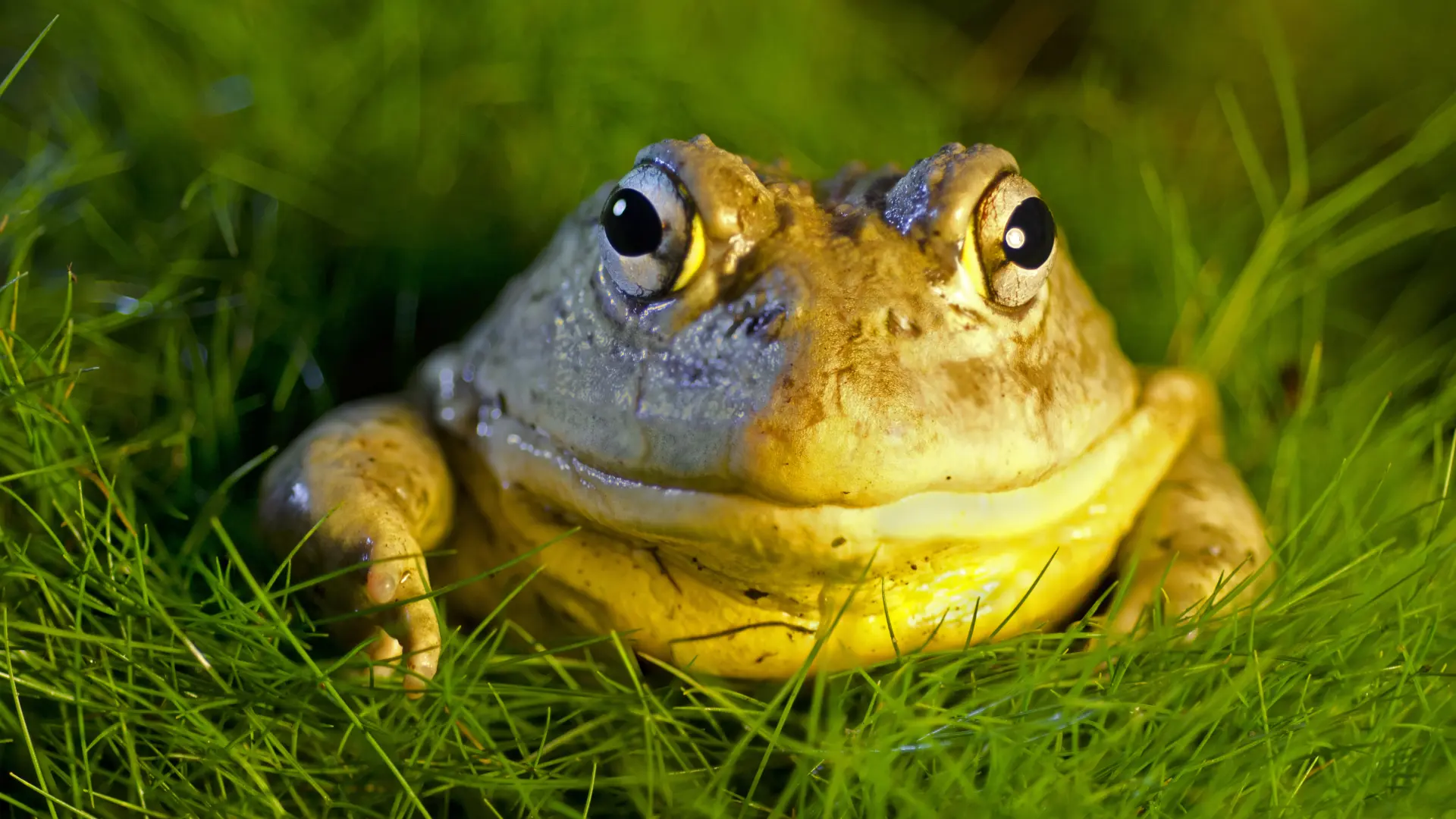 Las ranas de Puerto Rico son más pequeñas y croan más agudo por el ...