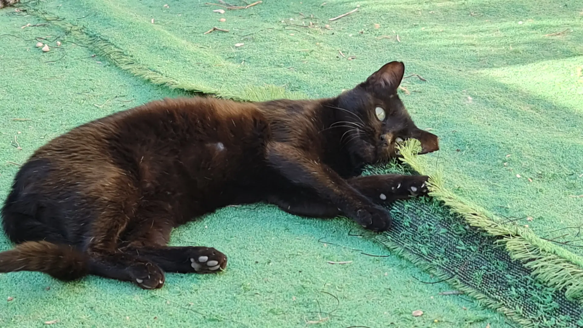 Fotos: Conoce a algunos de los gatos que buscan hogar en diferentes ...