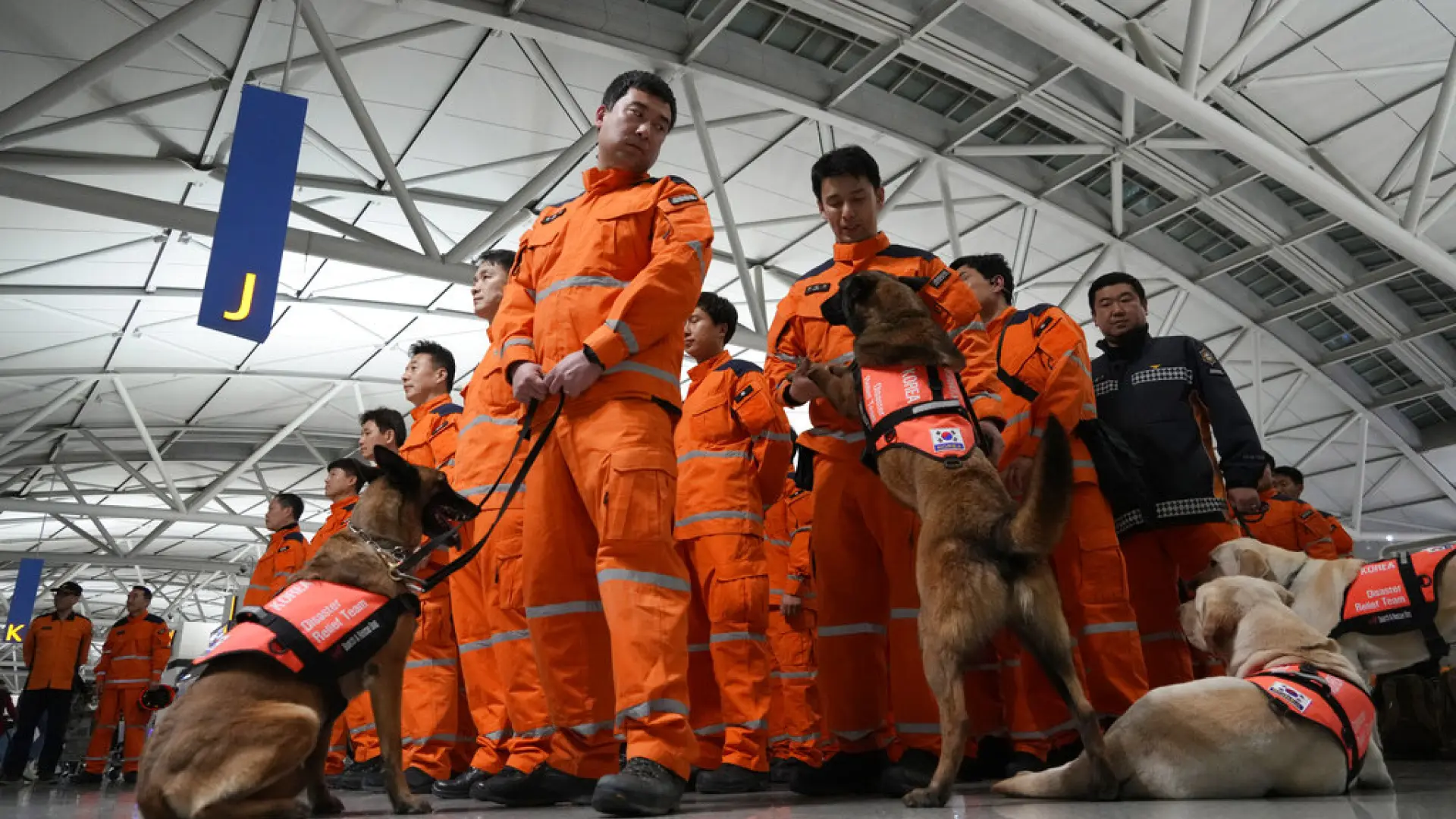 Fotos: Perros de rescate de todo el mundo acuden a Turquía, así es cómo ...