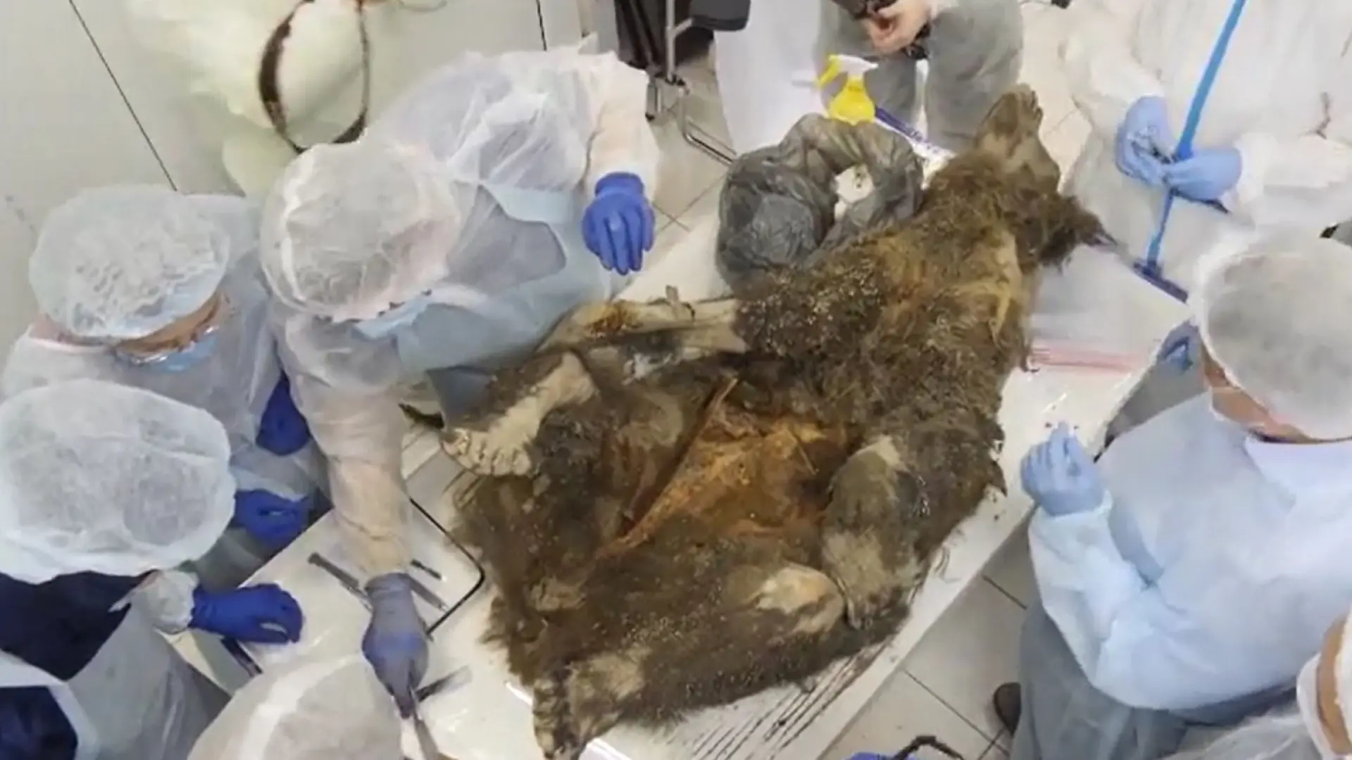 Científicos rusos hacen la autopsia de un oso de 3.460 años de antigüedad