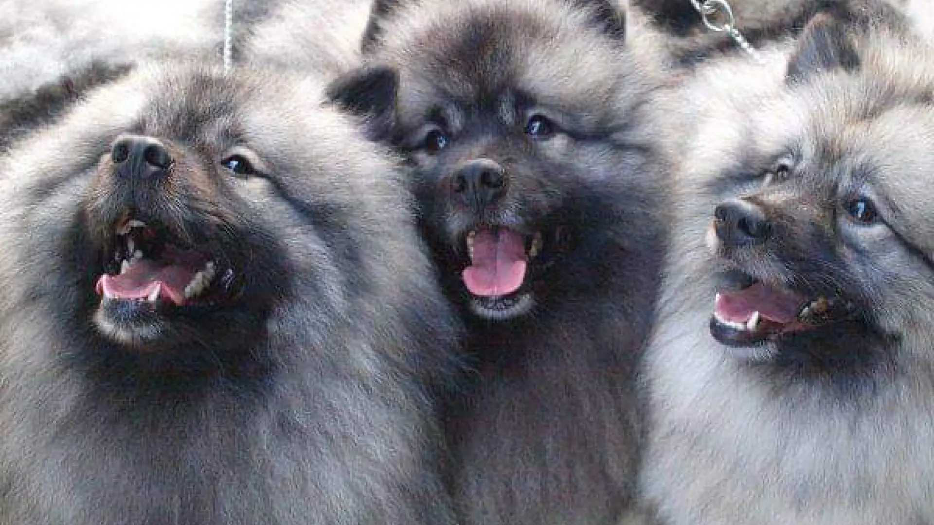 Eva, Javier y su familia de raros keeshond o spitz tipo lobo ...