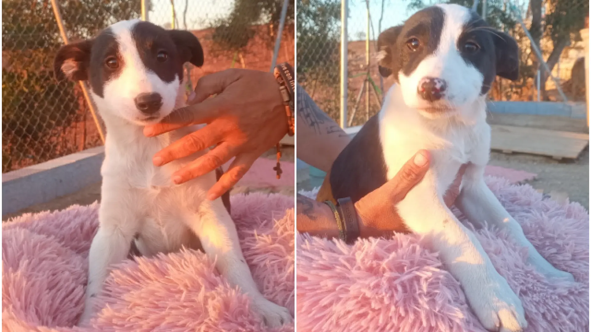 Fotos: Papi, Lola y Fer, entre los perros en buscan un hogar con ...