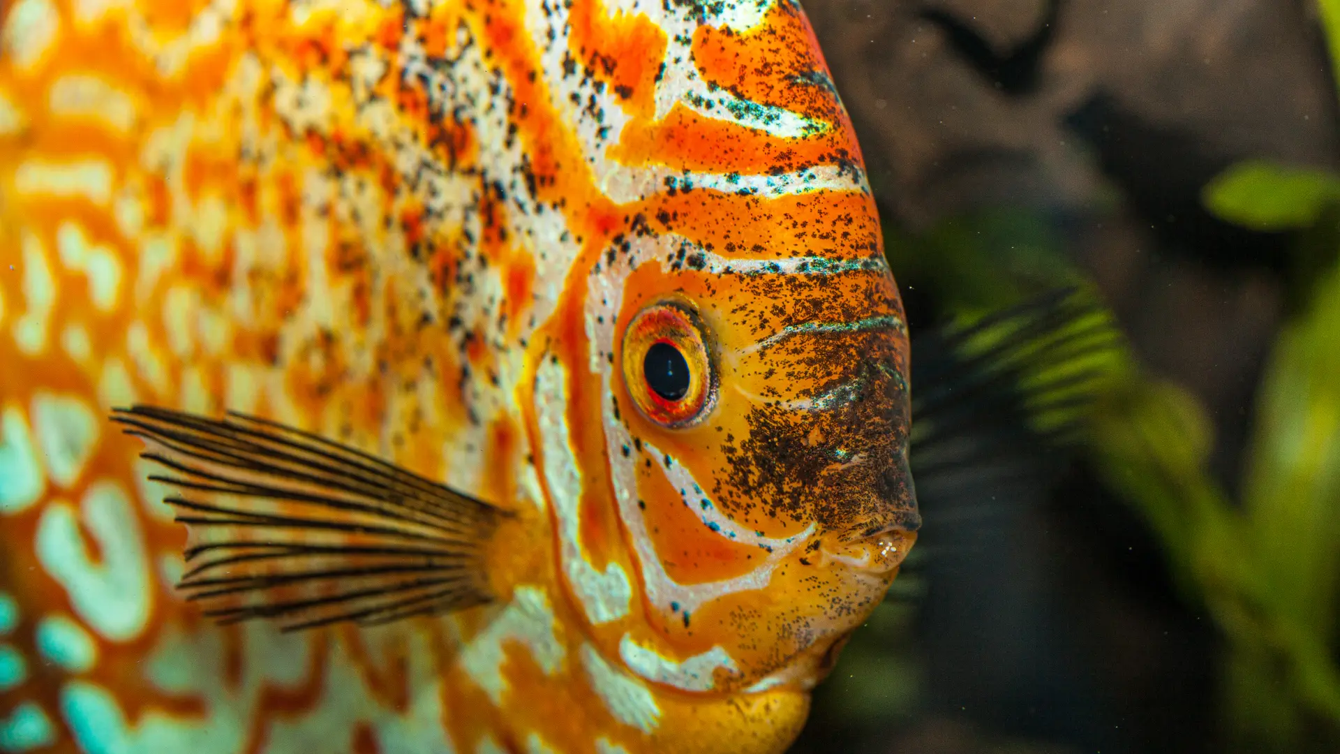 Fotos: Qué tener en cuenta a la hora de mantener peces Disco | Imágenes