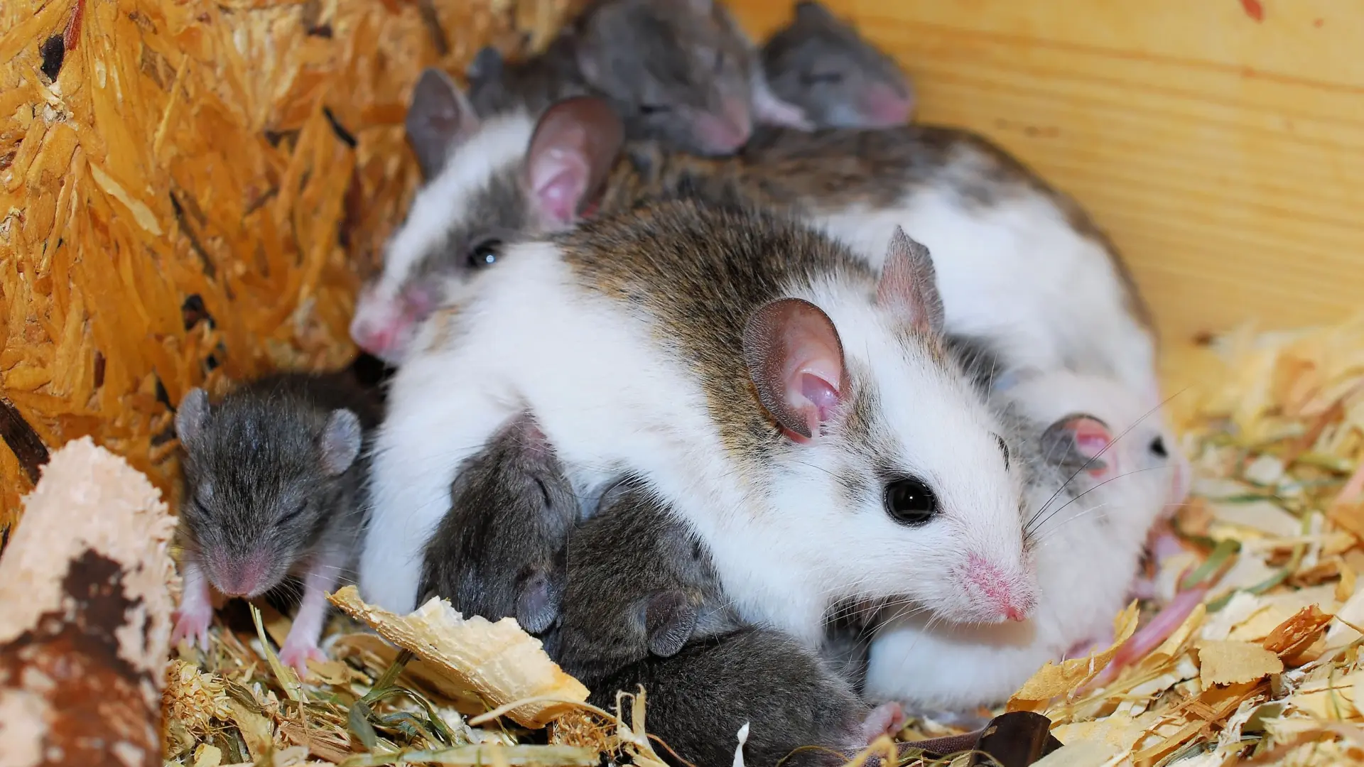 Fotos: Estas son especies de ratón más populares que viven en los ...