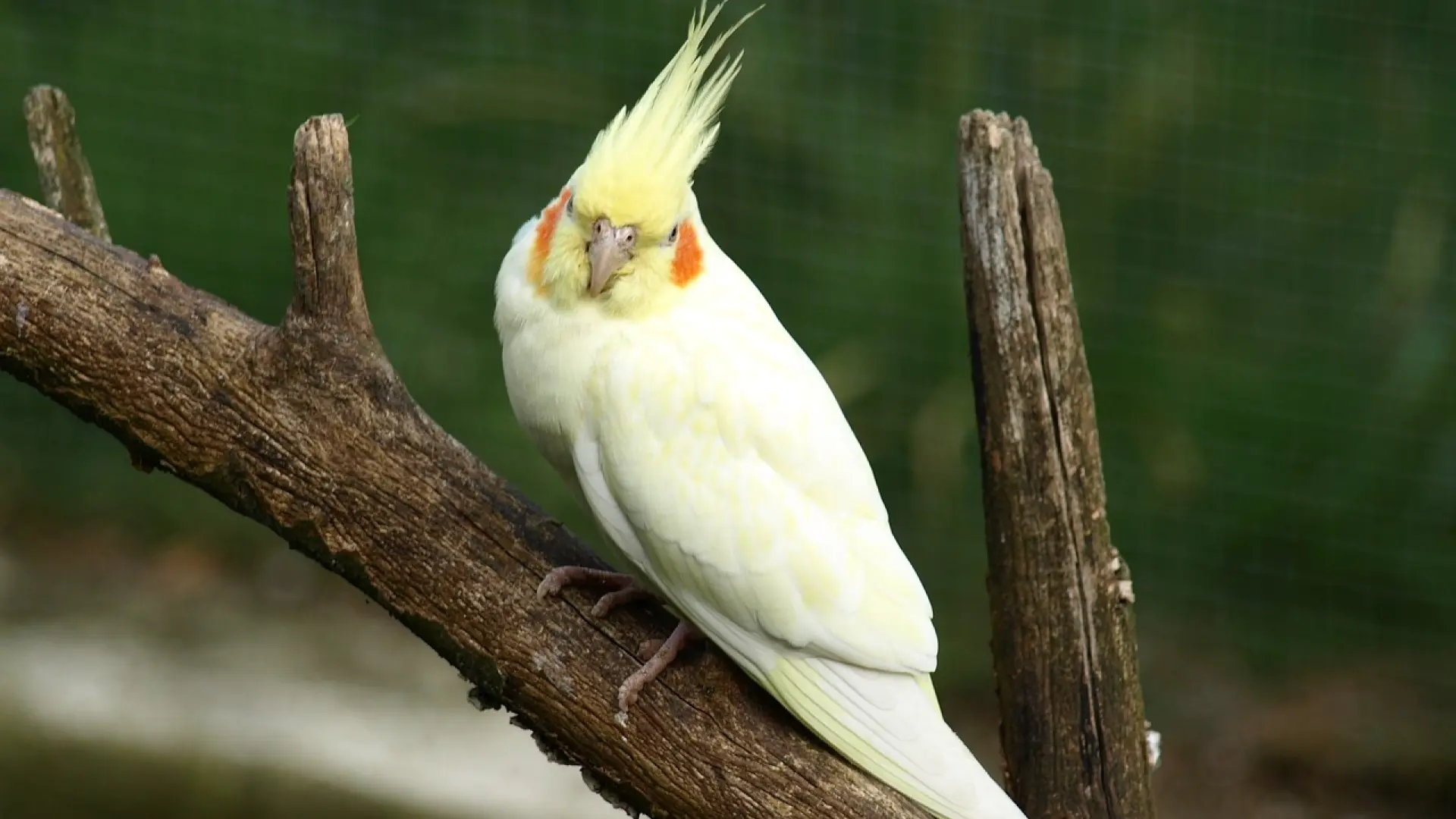 Fotos: Claves para mantener a nuestras ninfas felices en cautividad | Imágenes