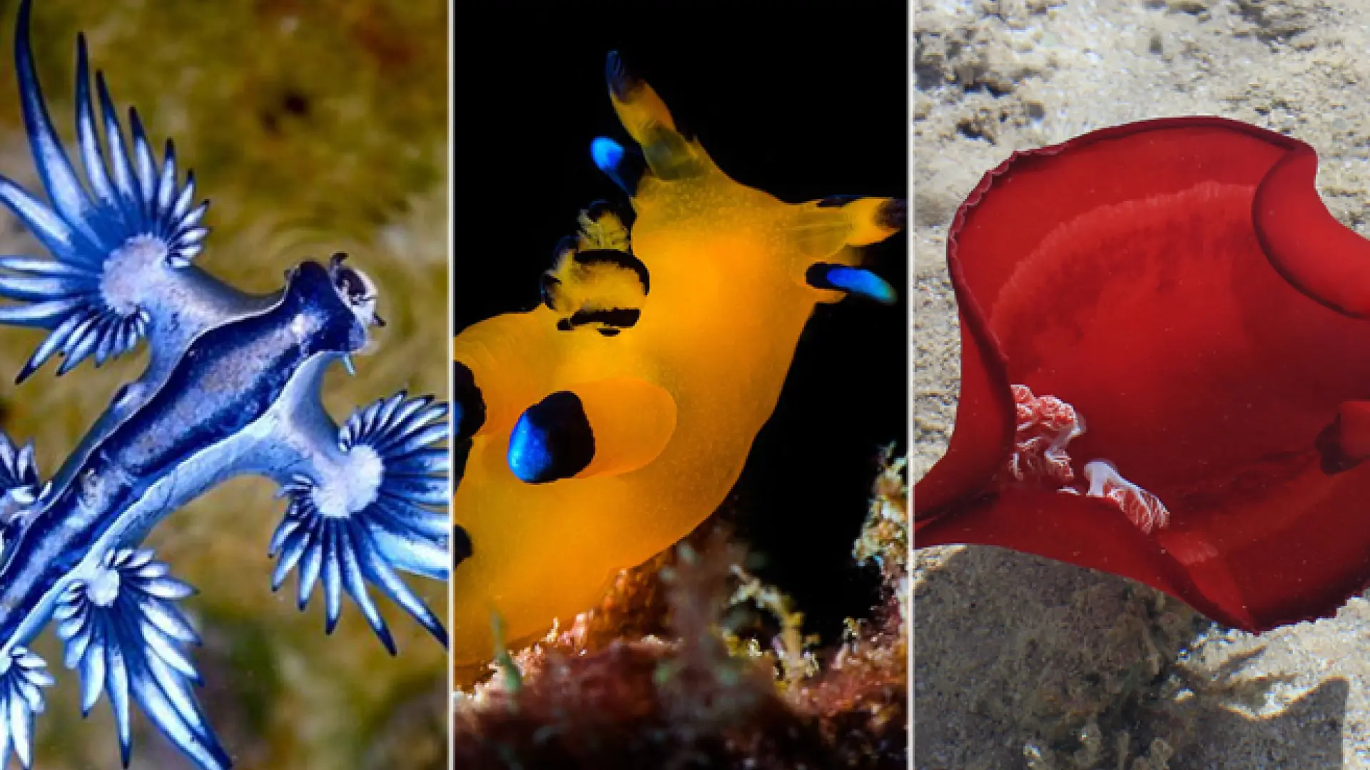 Foto: Cerberilla | Dragón azul, pikachu, bailarina española... Así son ... Foto: Cerberilla | Dragón azul, pikachu, bailarina española... Así son ...