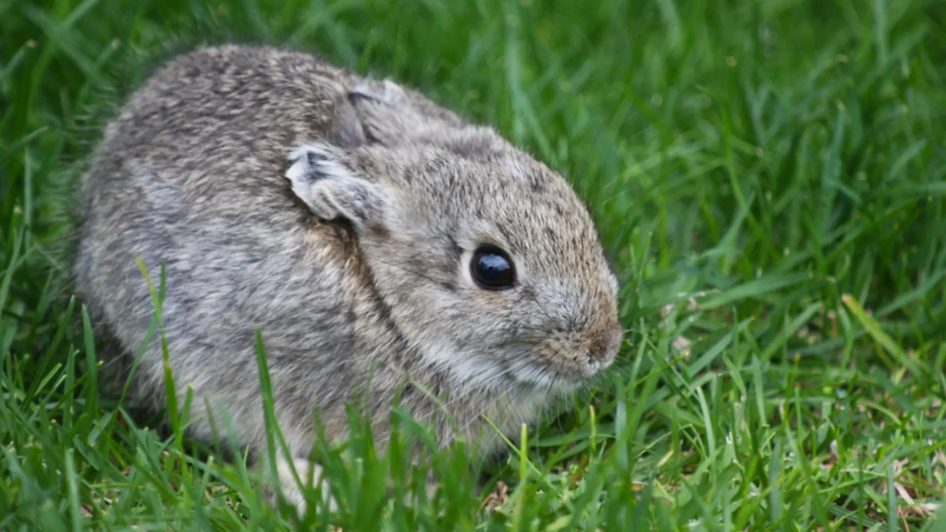 Fotos: Variedades de la popular raza de conejos 'toy' que causa furor ...