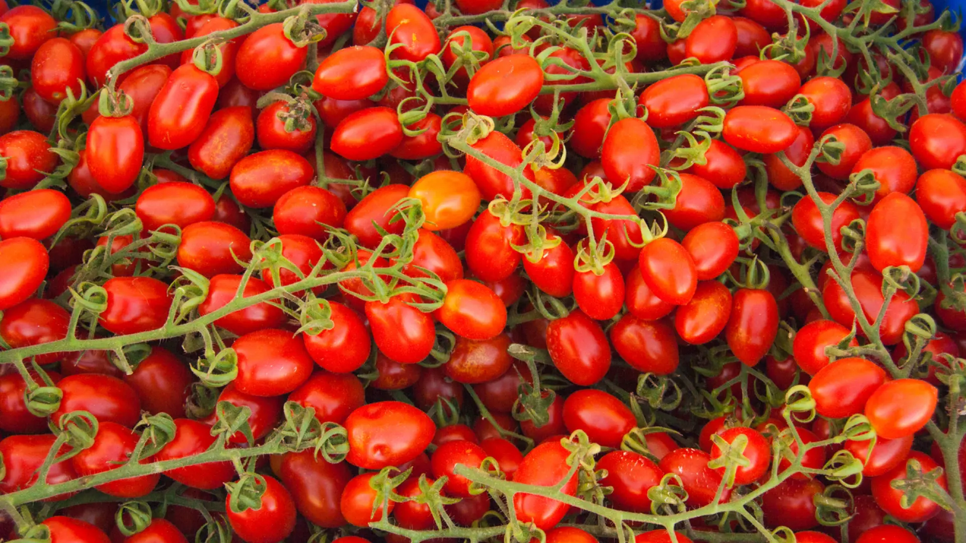 Alertan de un brote de salmonela en los tomates cherry que afecta ya a ...
