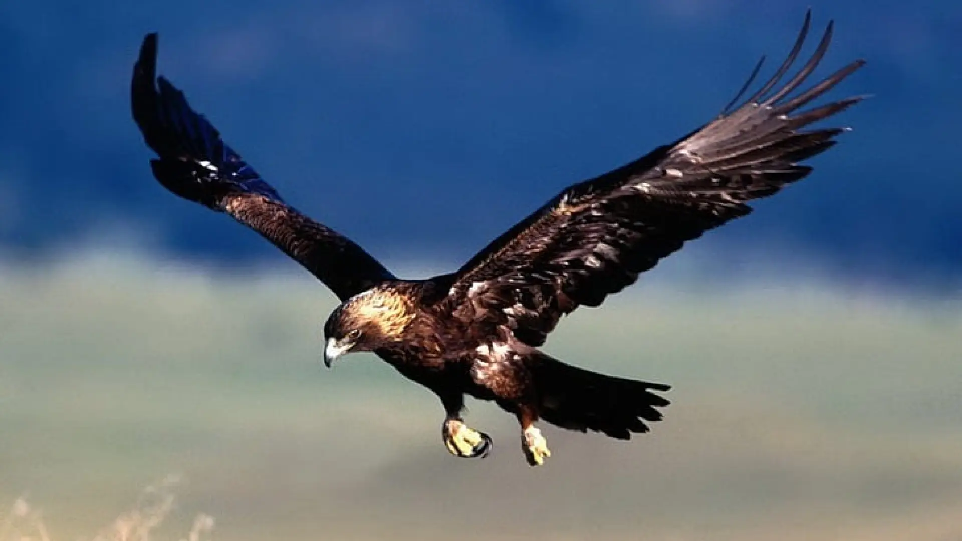 ¿Qué significa tener un animal de poder y cómo sé cuál es el mío?