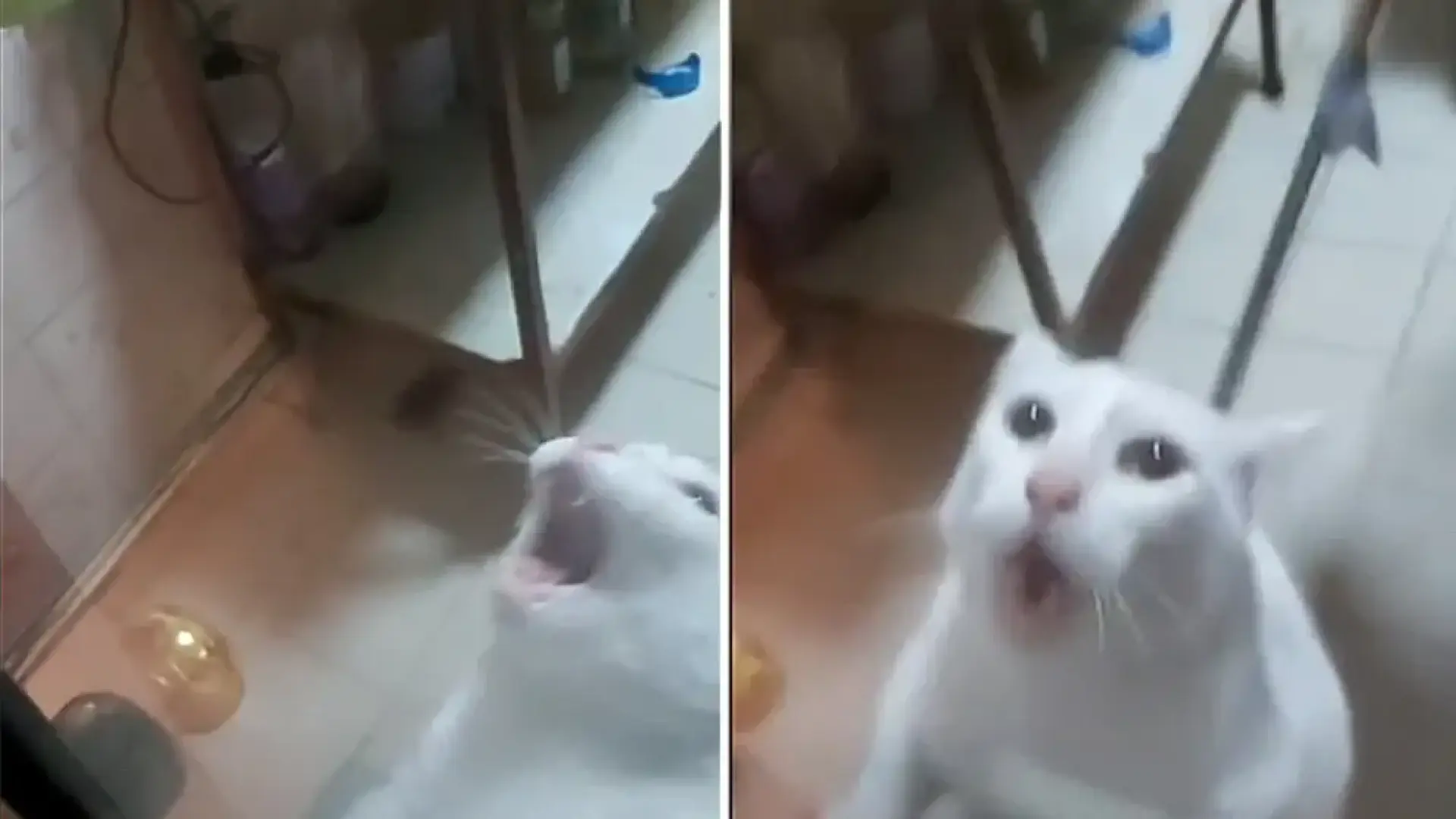 El mundo al revés o el vídeo viral de un gato maullando de pánico por ...
