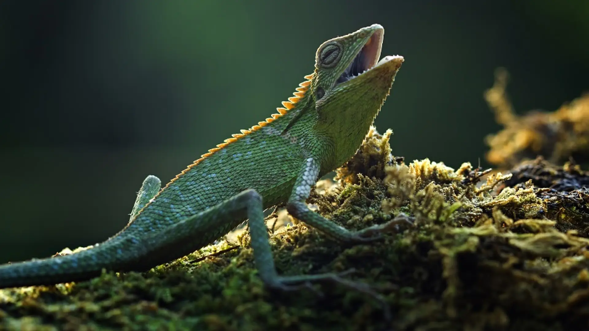 Qué significa soñar con reptiles: el significado de los sueños
