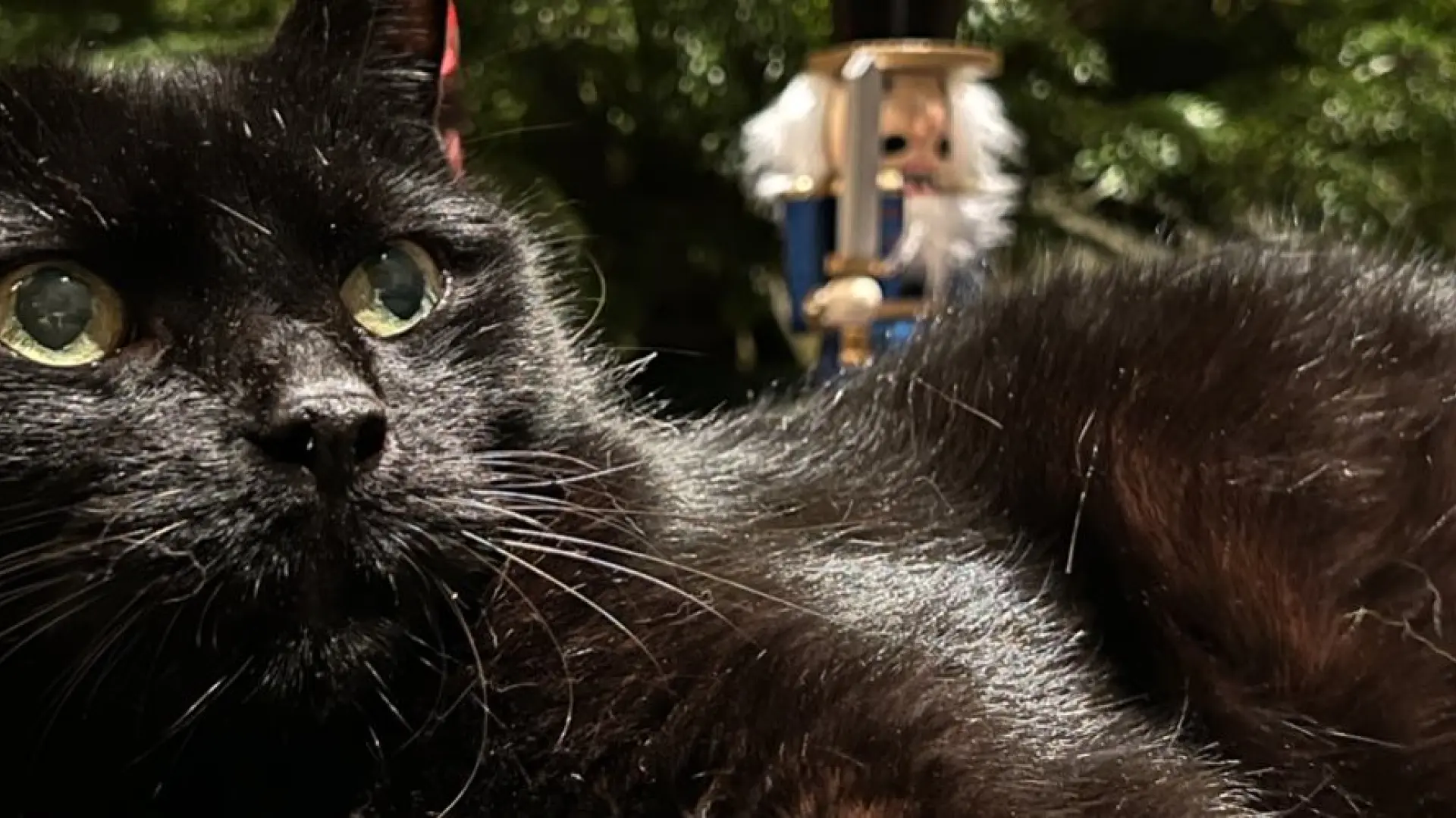 Así es Pepito, el gato que ha revolucionado Twitter con sus salidas y ...