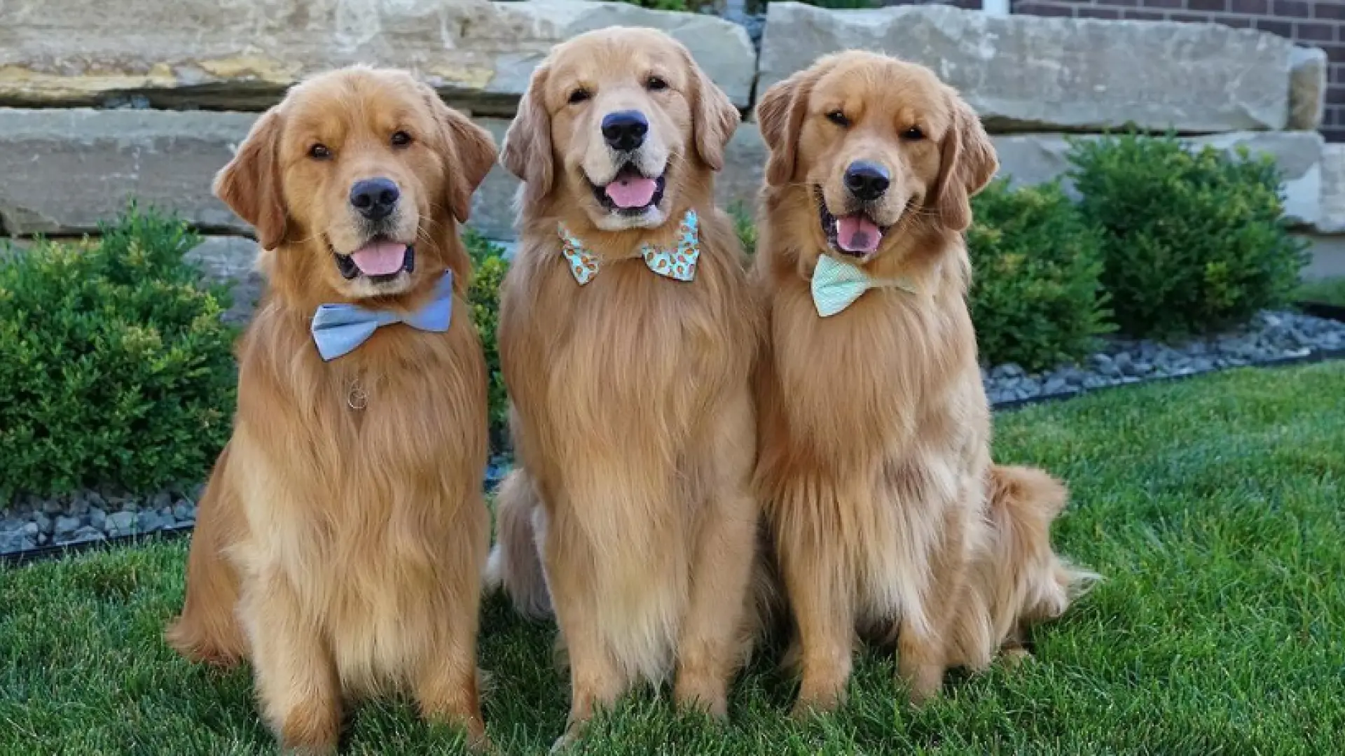 Las mejores razas de perros para personas mayores