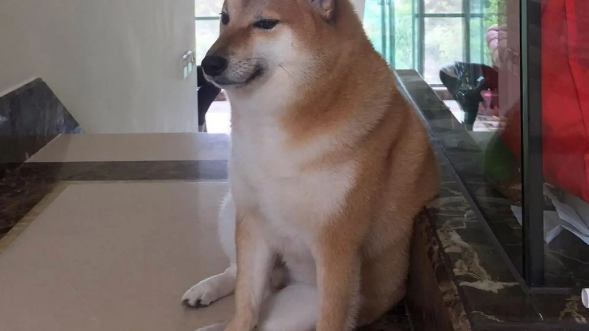 Muere Balltze, el famoso perro de los memes