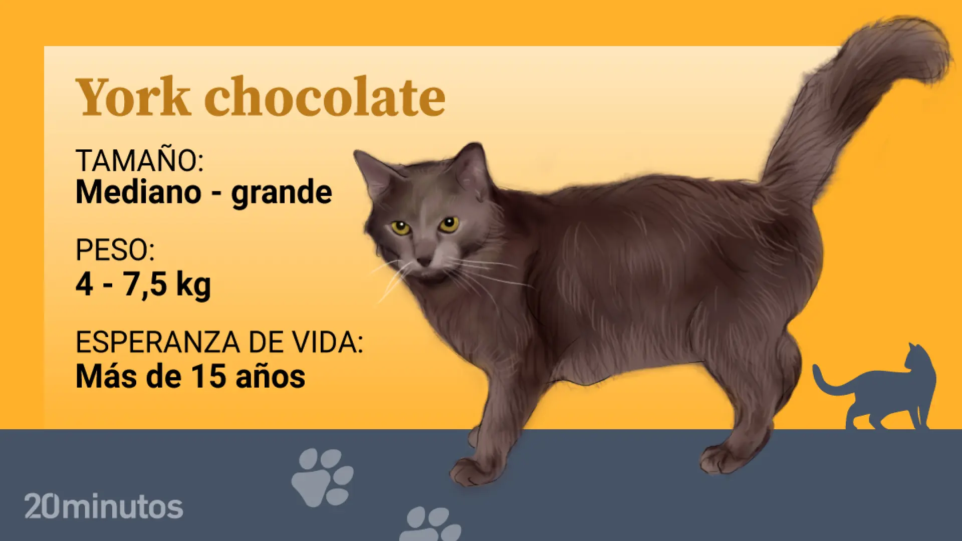 Fotos: Del afrodita al persa, conoce 20 razas de gatos de pelo largo o ...