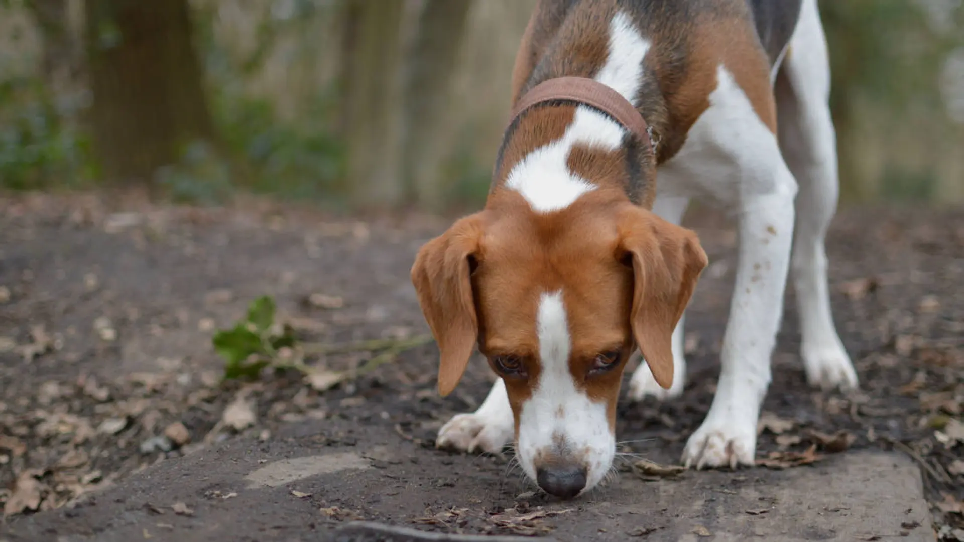 Fotos: La ciencia del bienestar canino: cinco consejos para brindar una ...