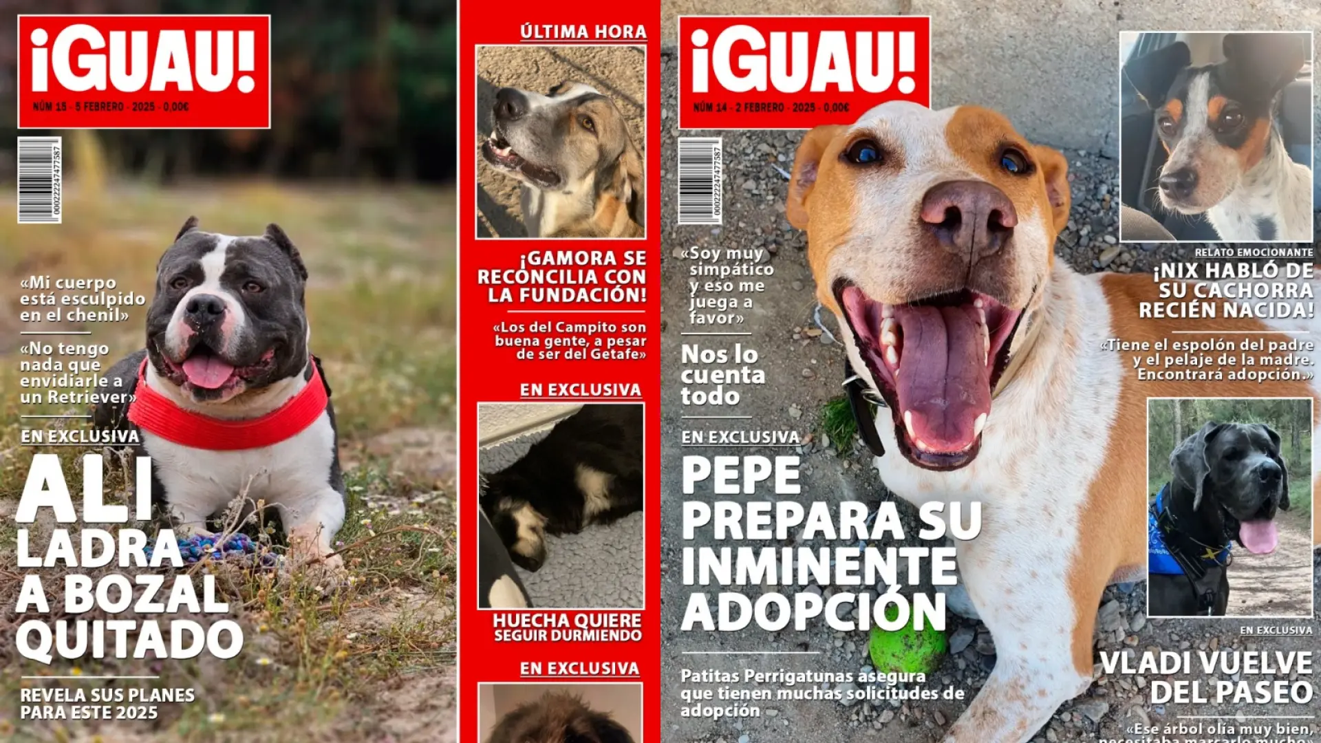 Fotos: Perros en adopción se vuelven protagonistas del corazón gracias ...