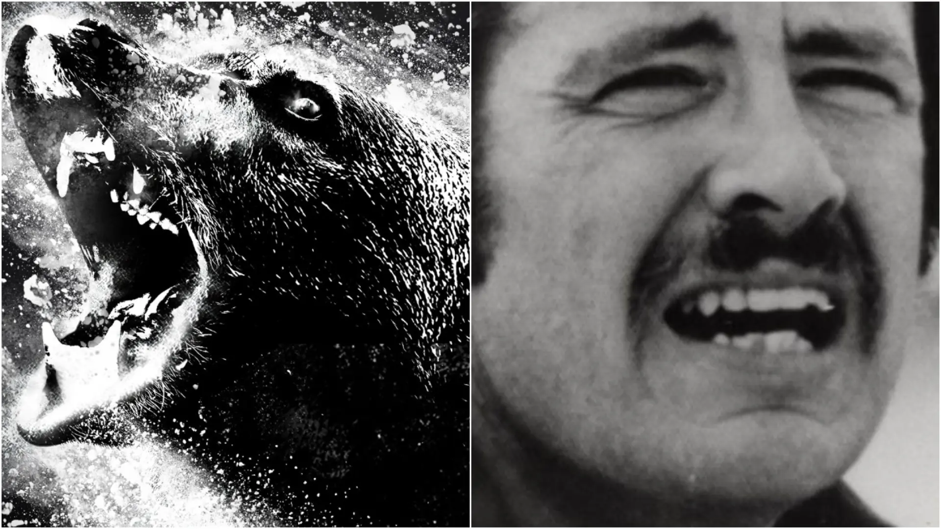 La delirante historia real de 'Oso vicioso': cocaína, un expolicía ...