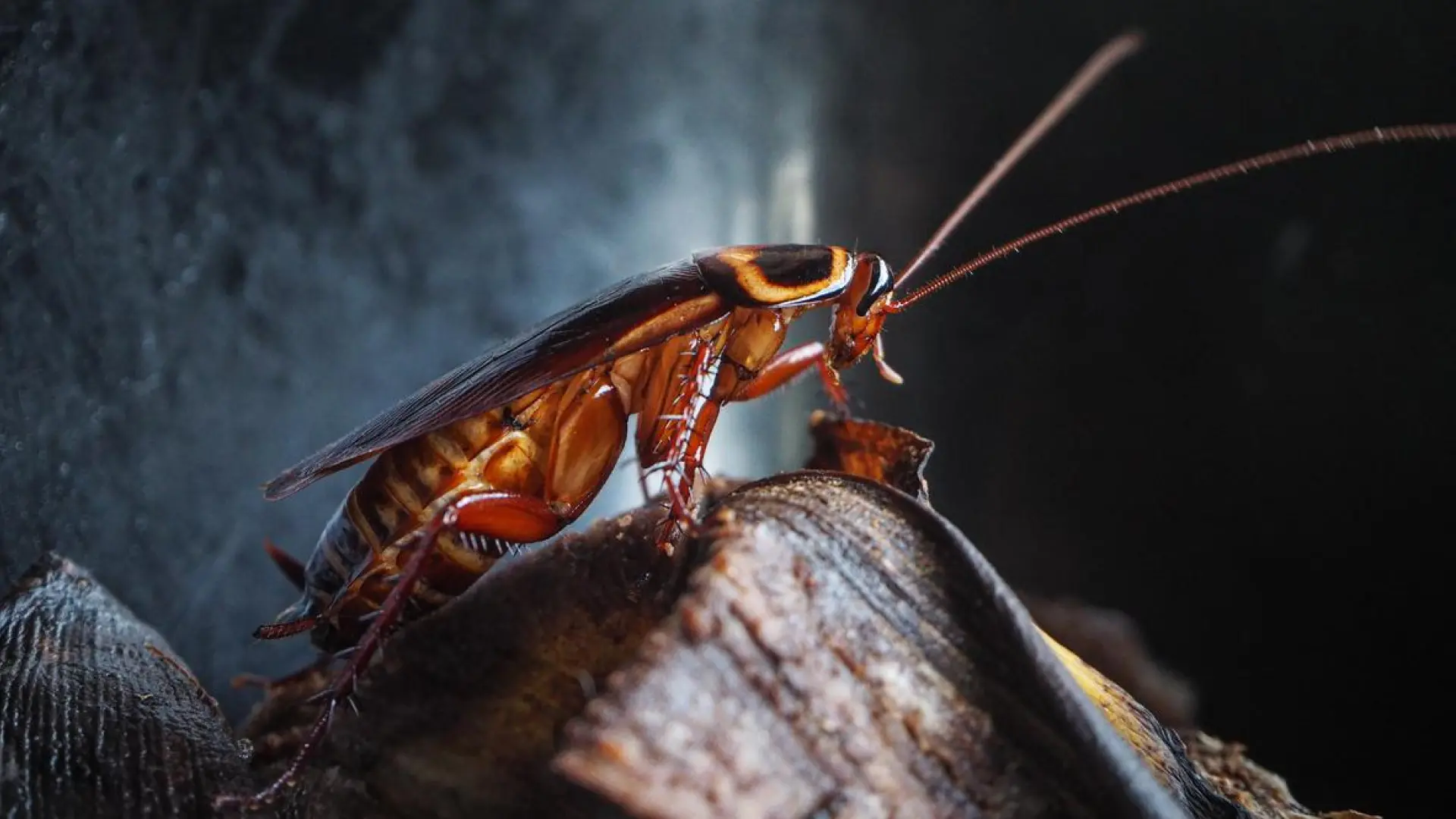 Por qué no se deben pisar las cucarachas: la razón que debes conocer